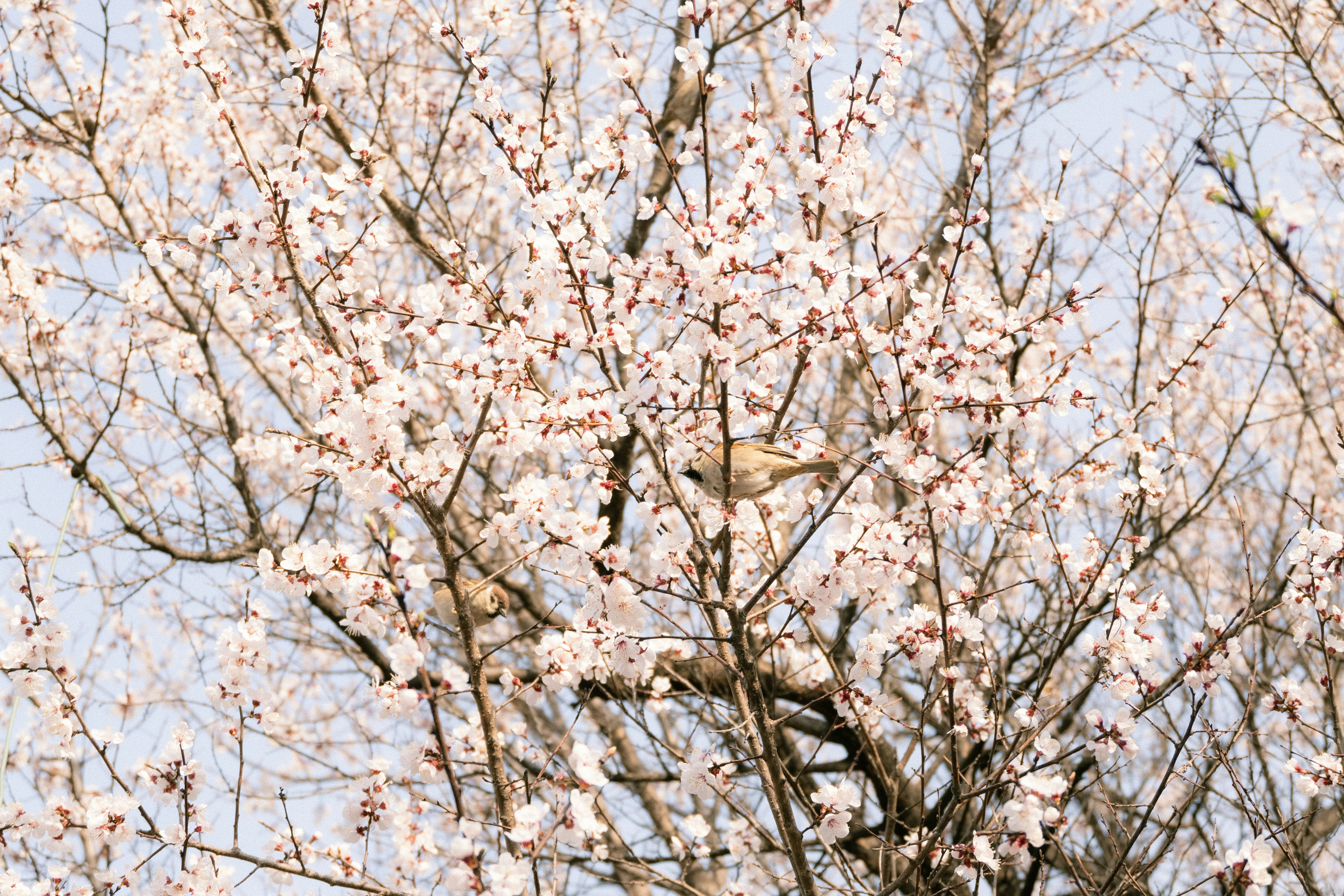 Blossom Veil: A Perched Bird Among White Petals