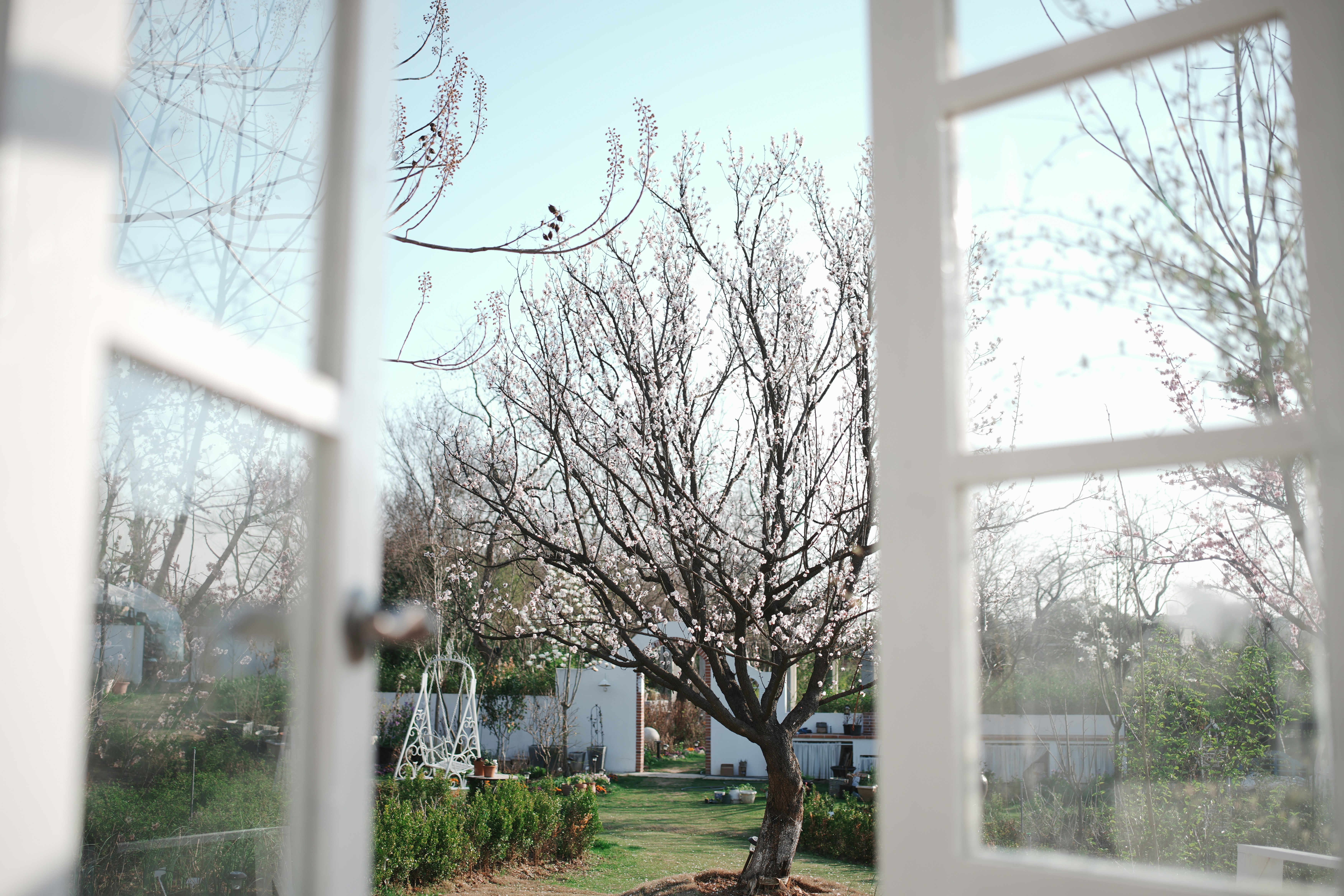 Open Window to Spring: A Blossom-filled Garden through Framing Glass