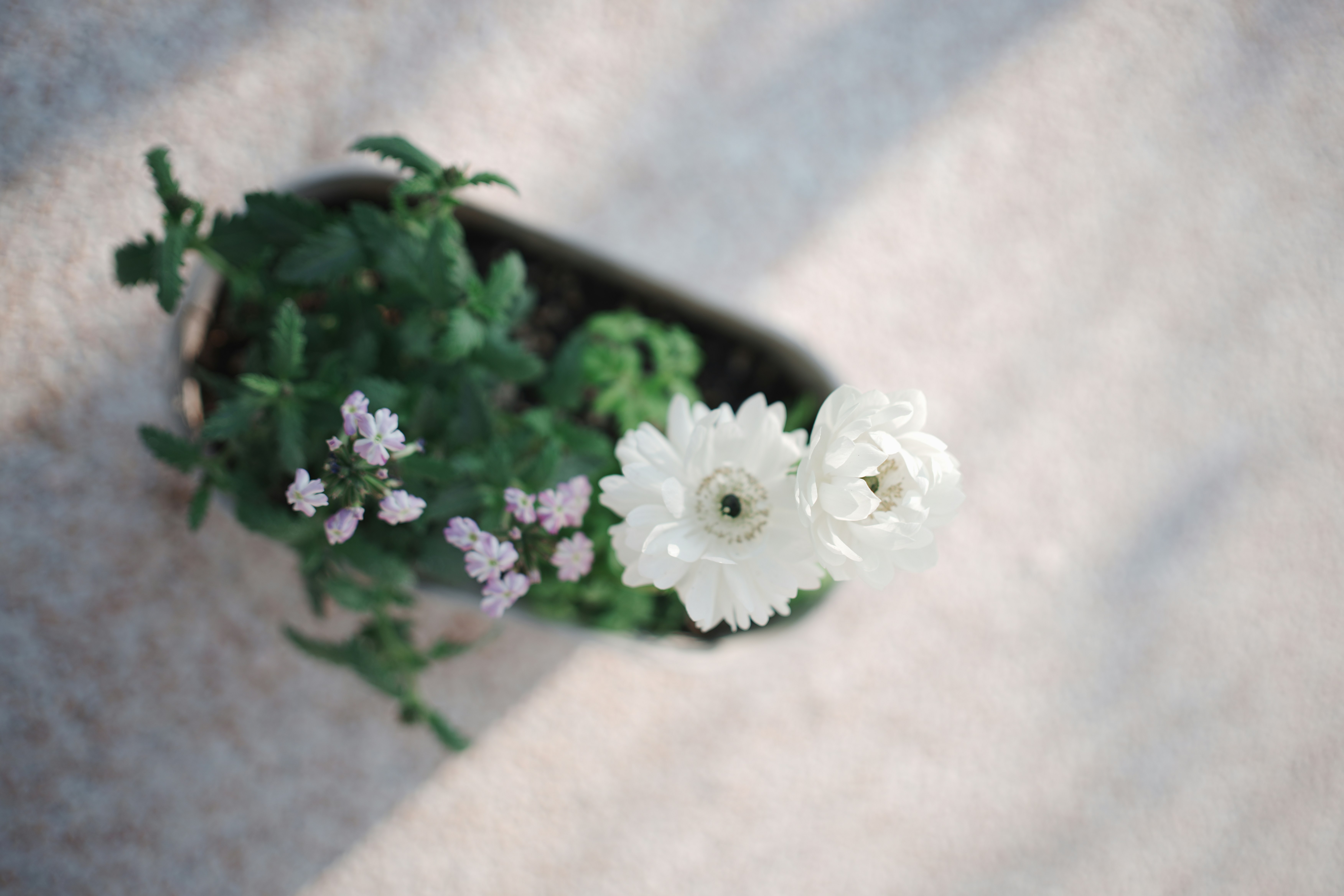 Petals in a Quiet Corner: A Top-Down Still Life