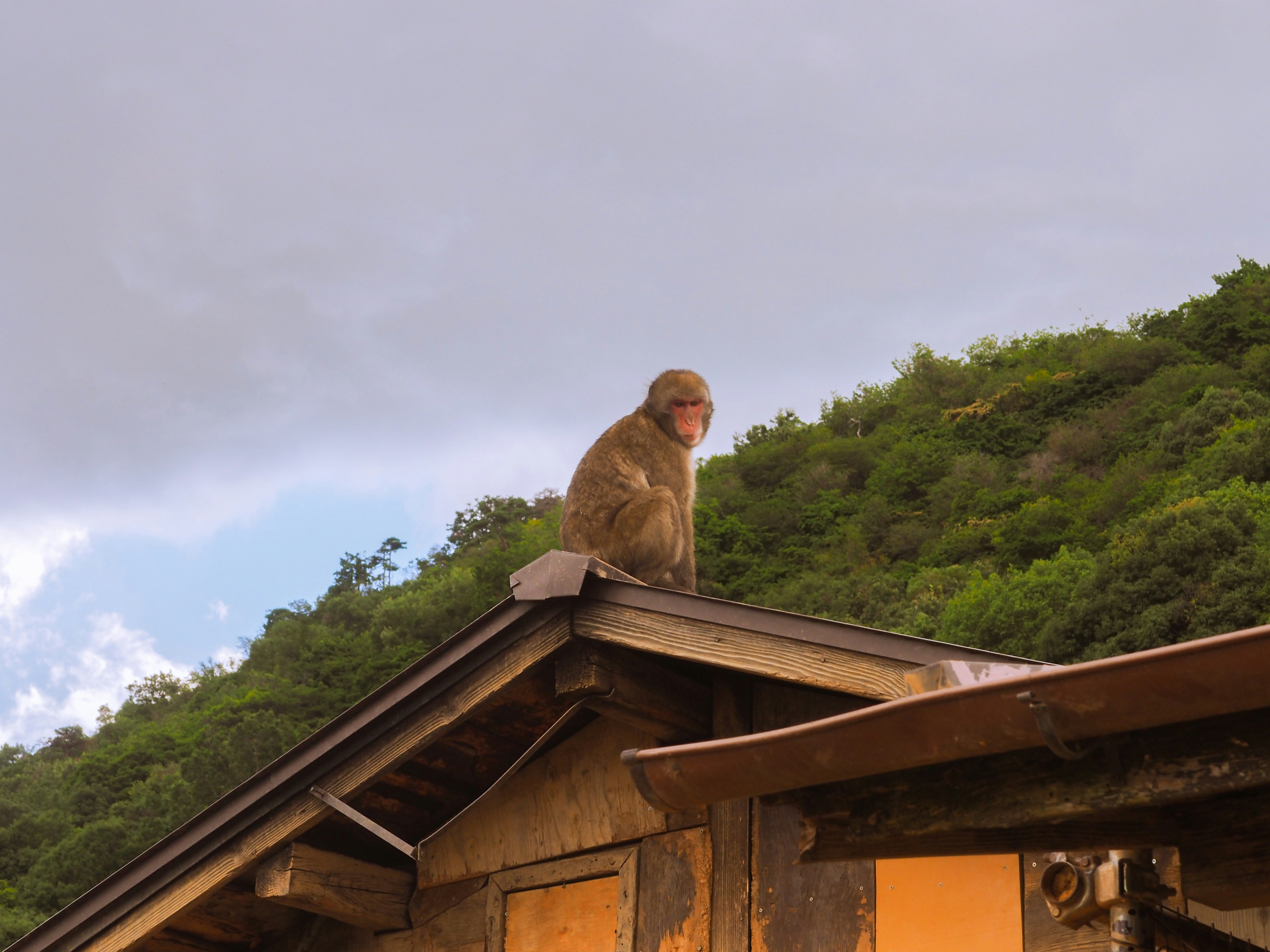 Monk on the Ridge: Watched from the Roofline