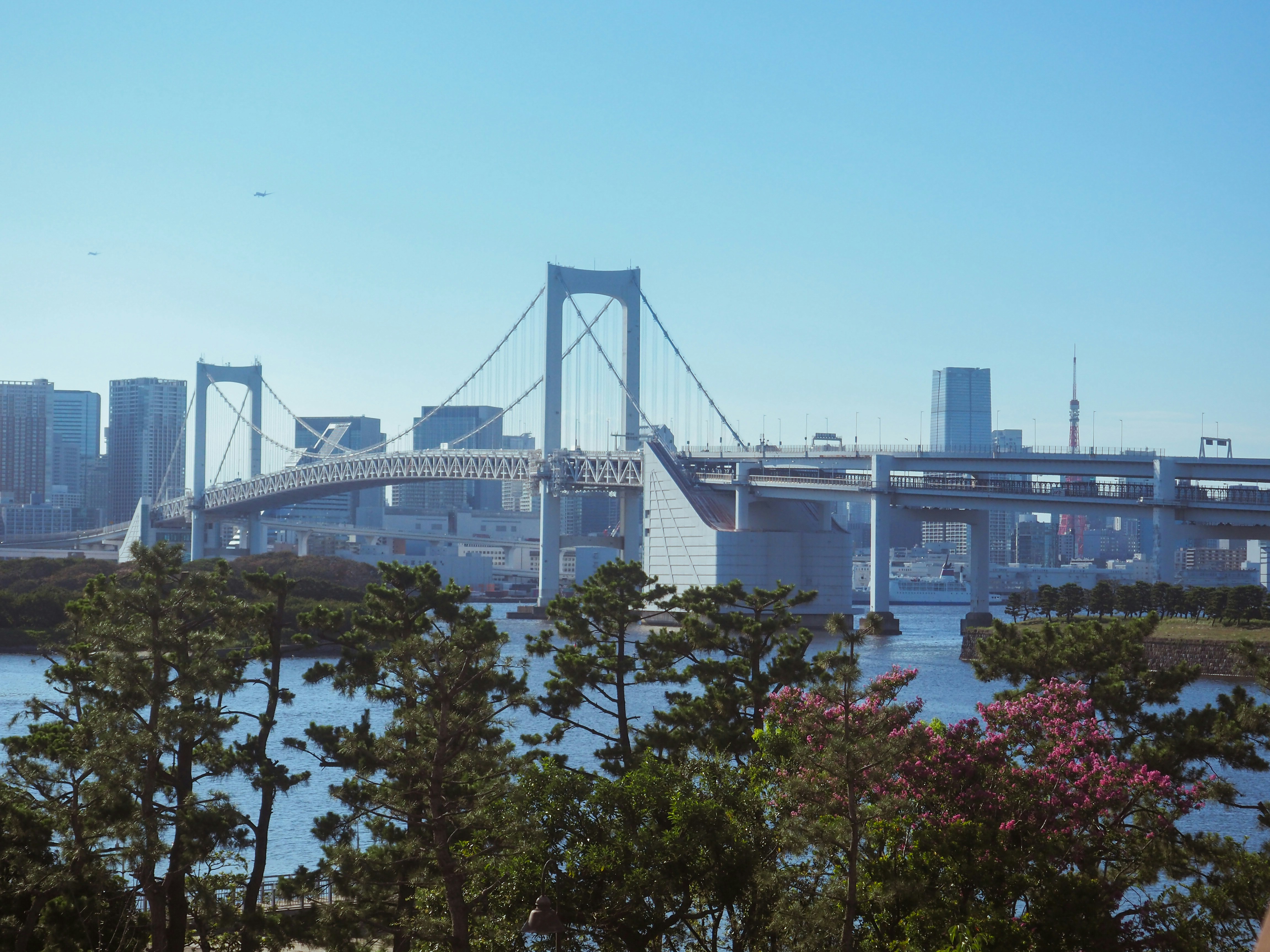 Suspended Arc: City Skyline Framed by Pine Canopy and Bridge
