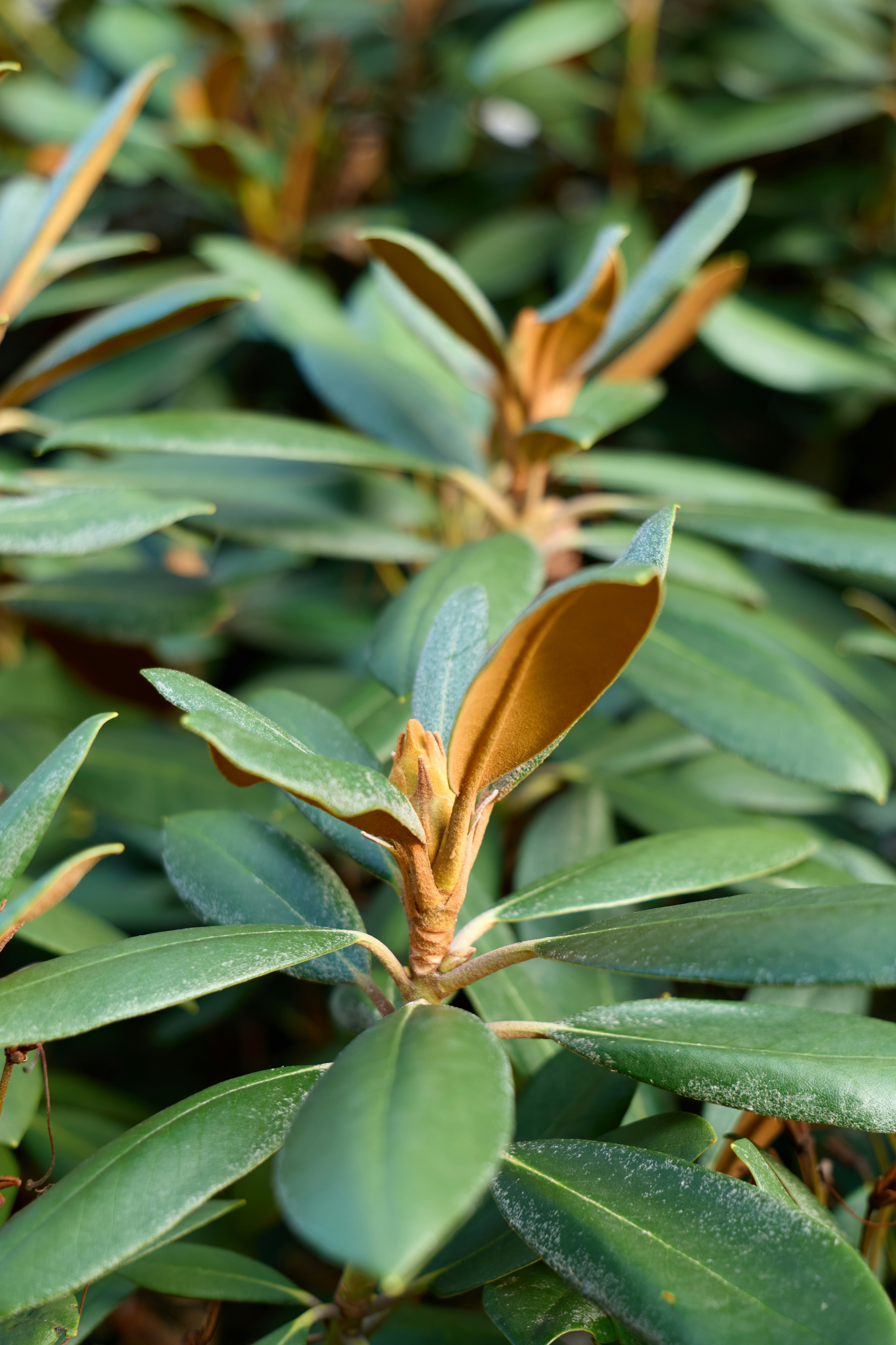 Emerald Sprout in Focus: Close-Up of Olive Green Leaves and New Growth