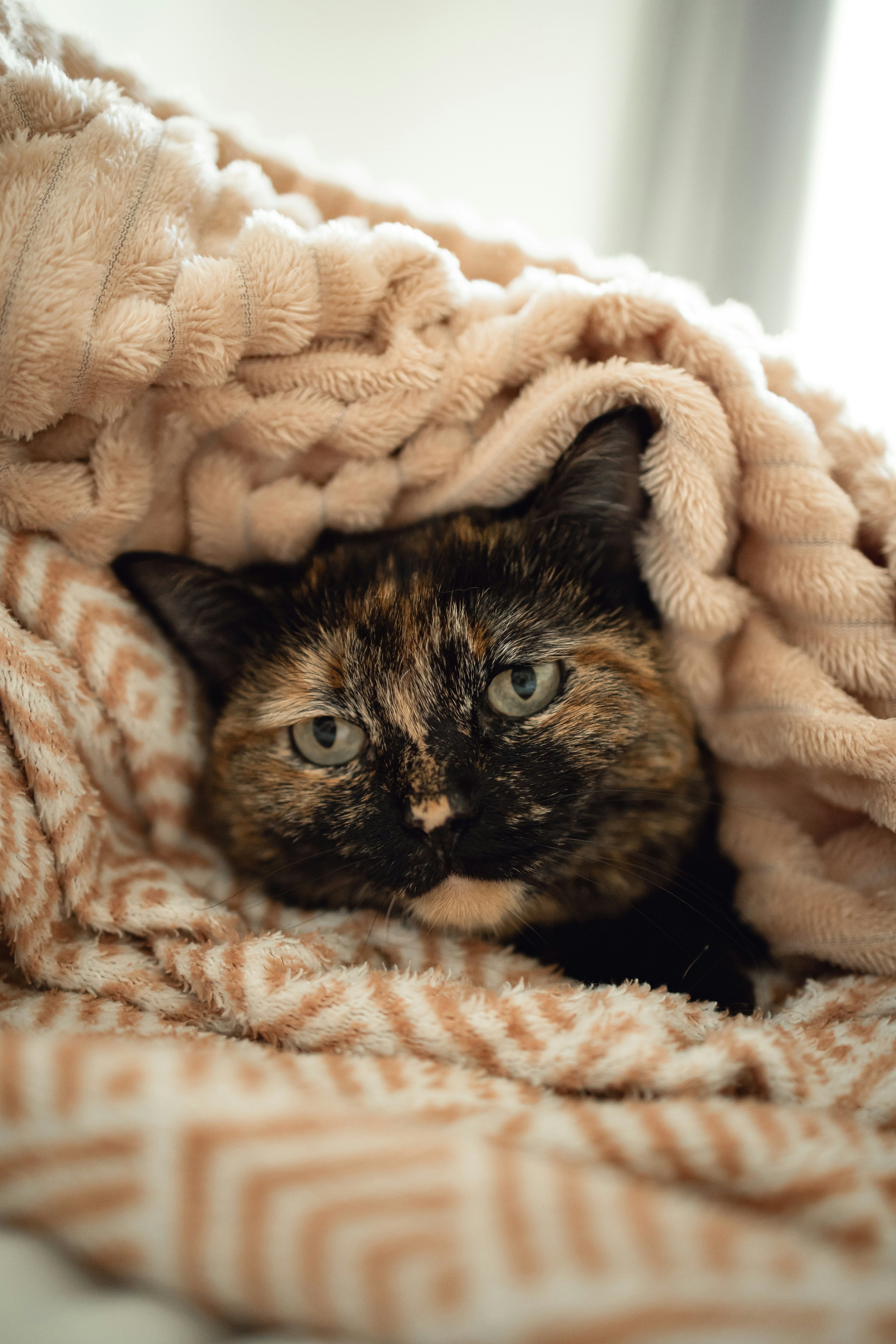 Cat Hidden in Soft Caramel Blanket