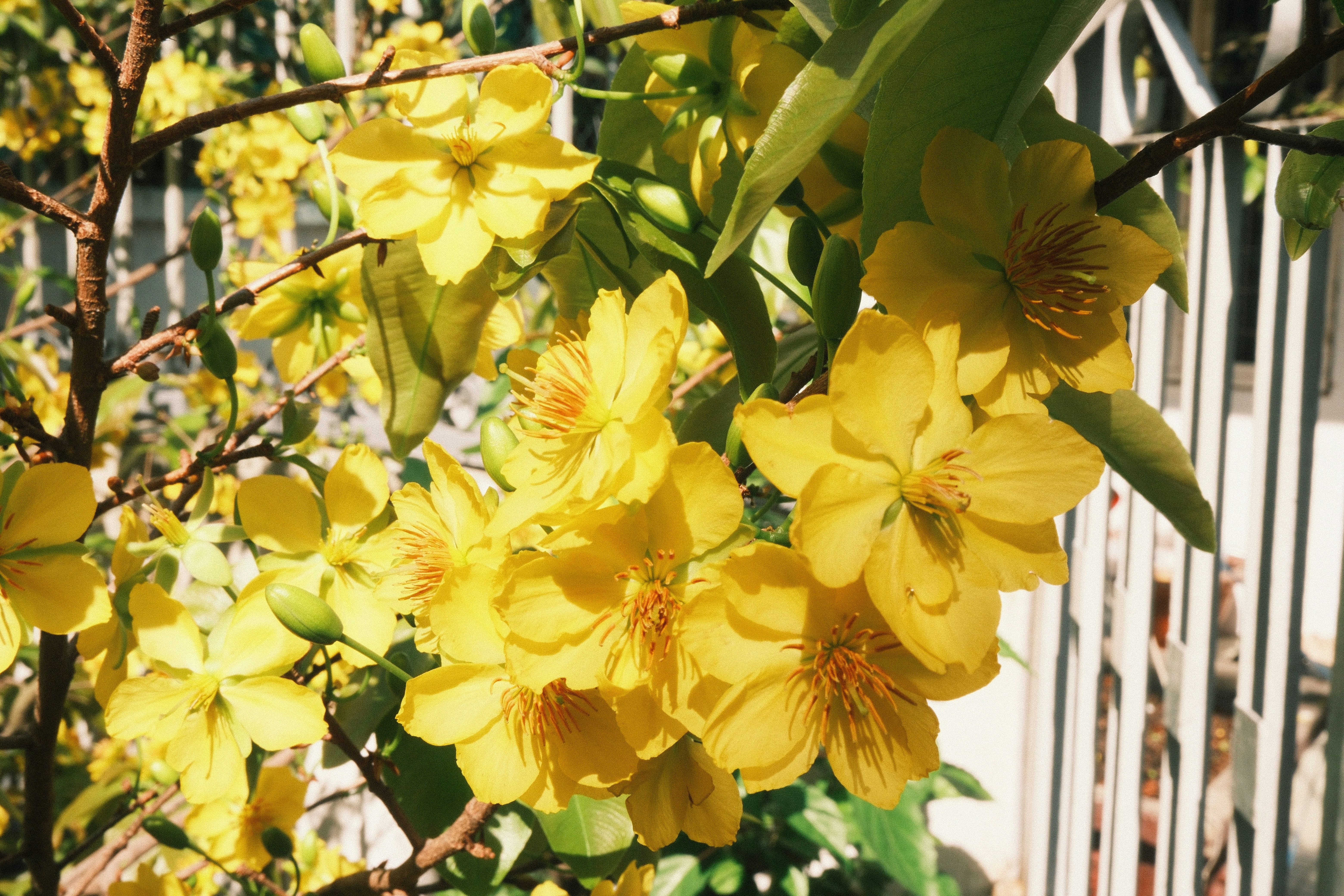 Sunlit Yellow Blossoms Climbing a Fence