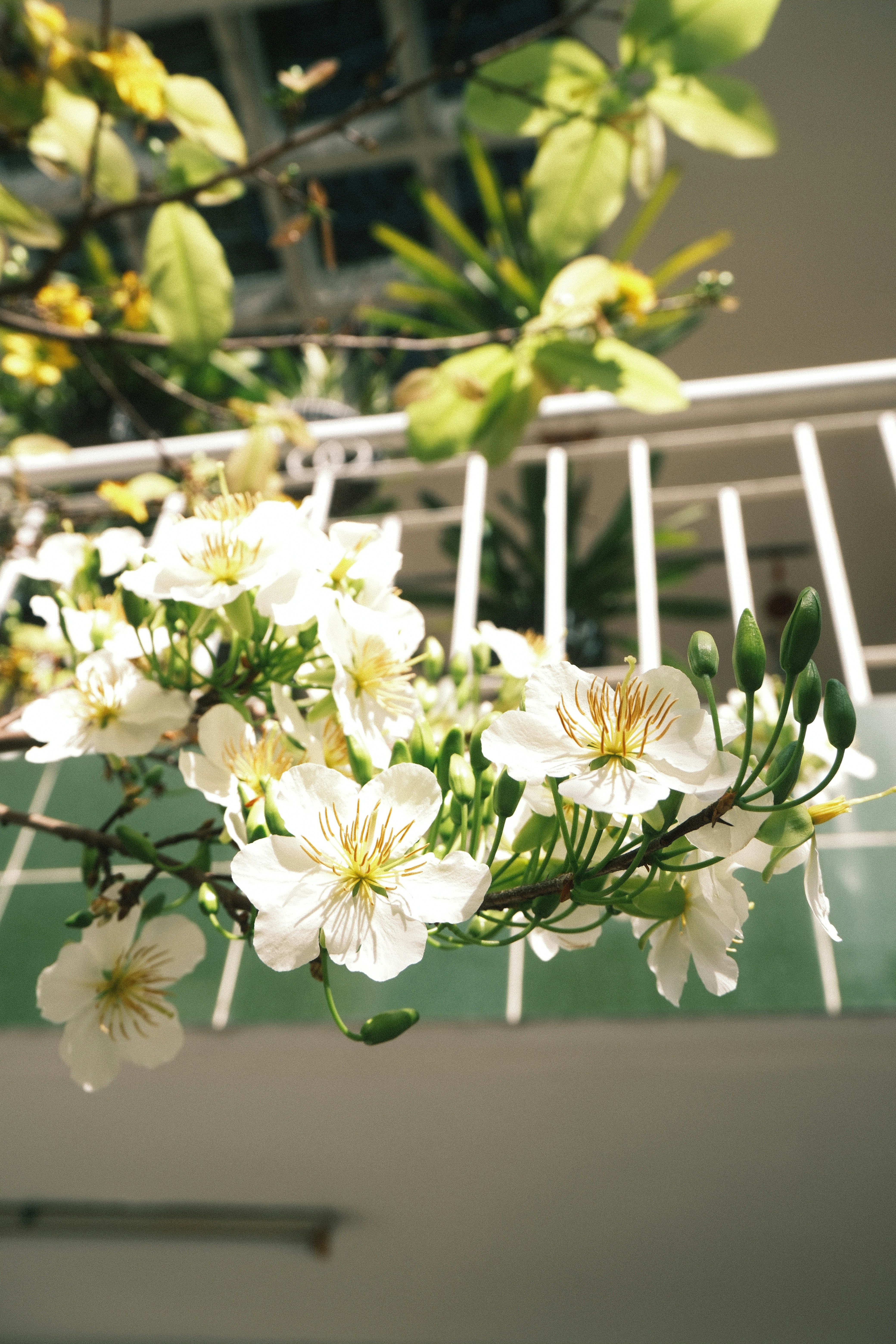 Bouquet on a Balcony: White Florals Against a Steel Railing