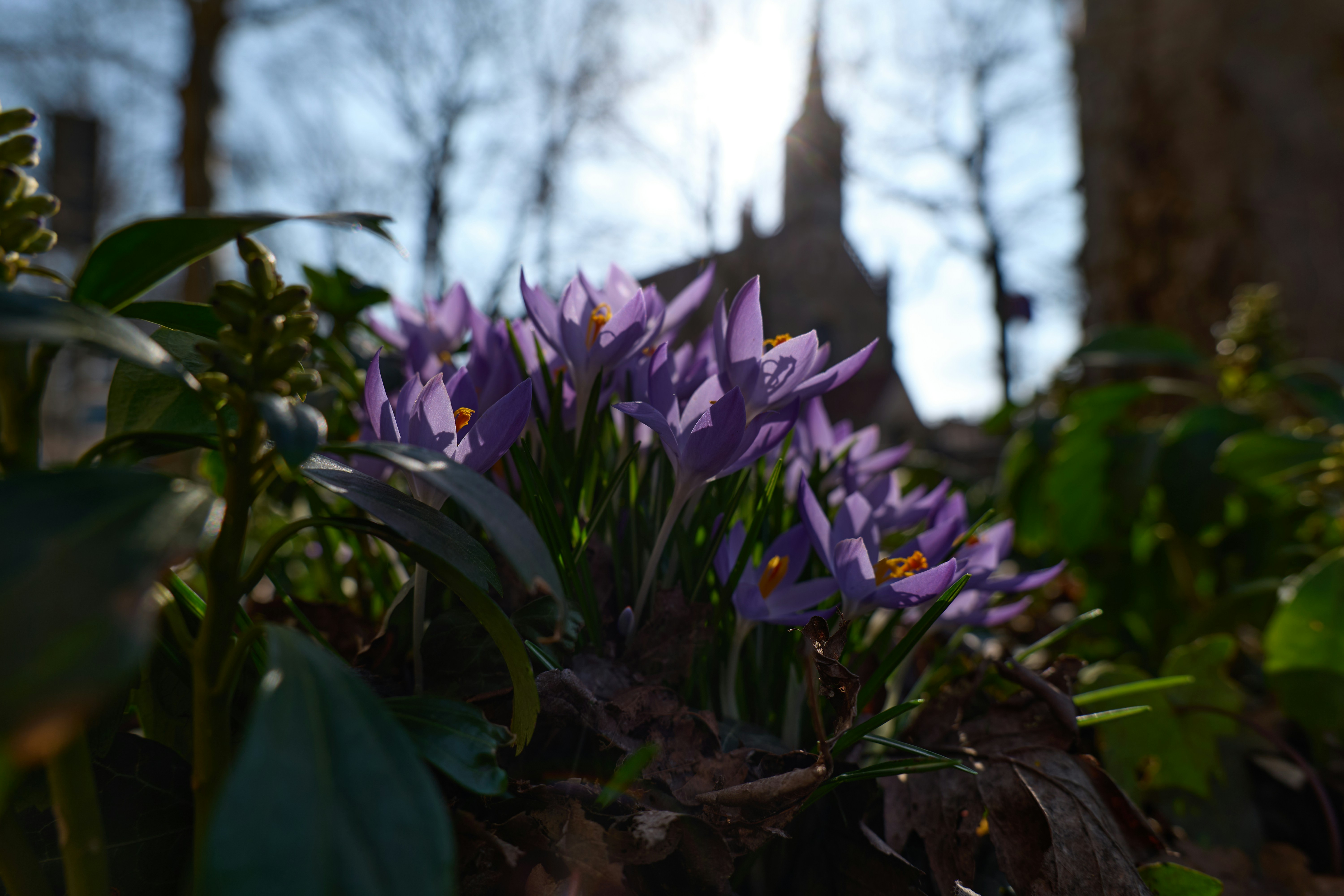 Purple crocus cluster anchored by a sunlit foreground