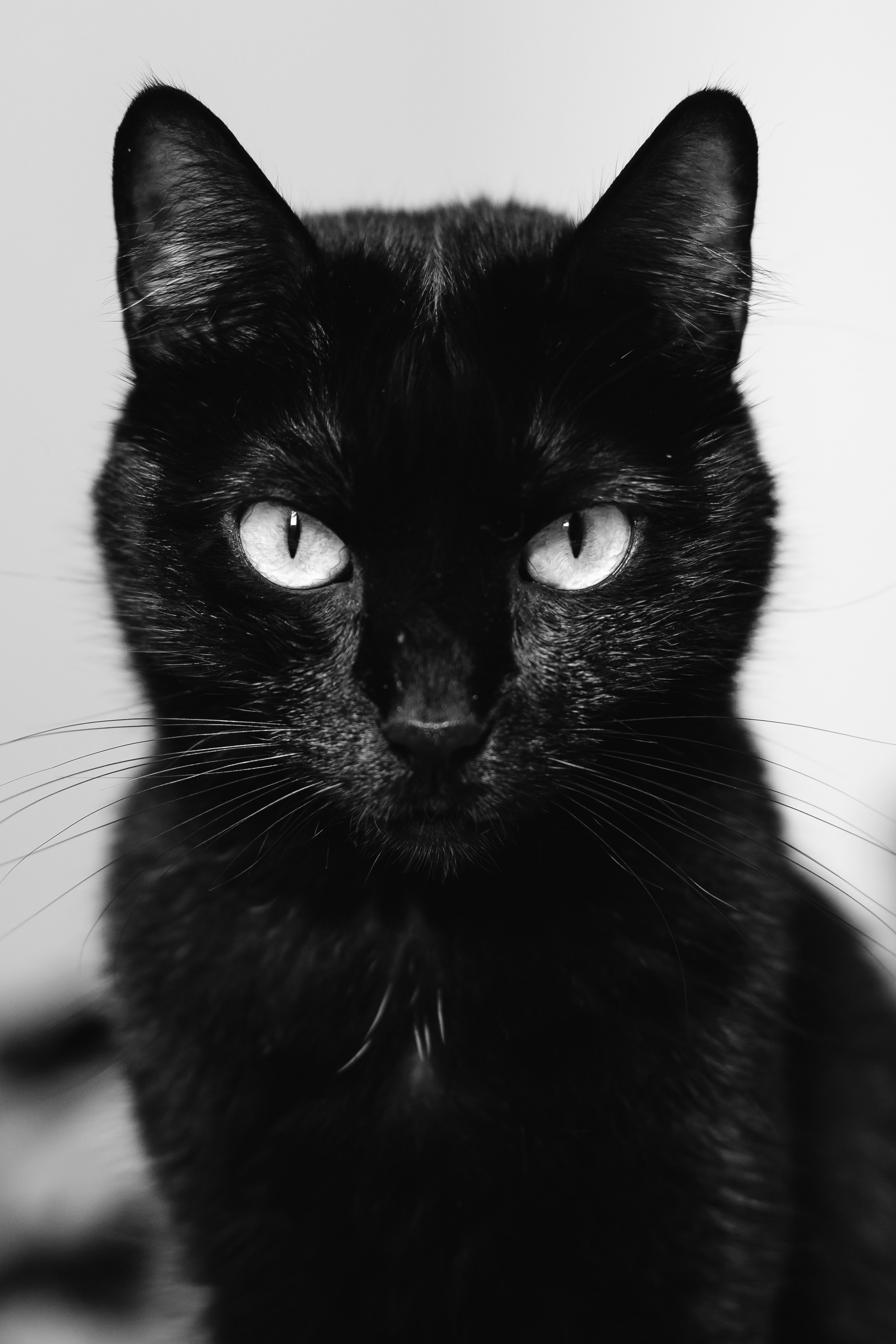 Midnight Gaze: A Black Cat's Stare in Sharp Focus