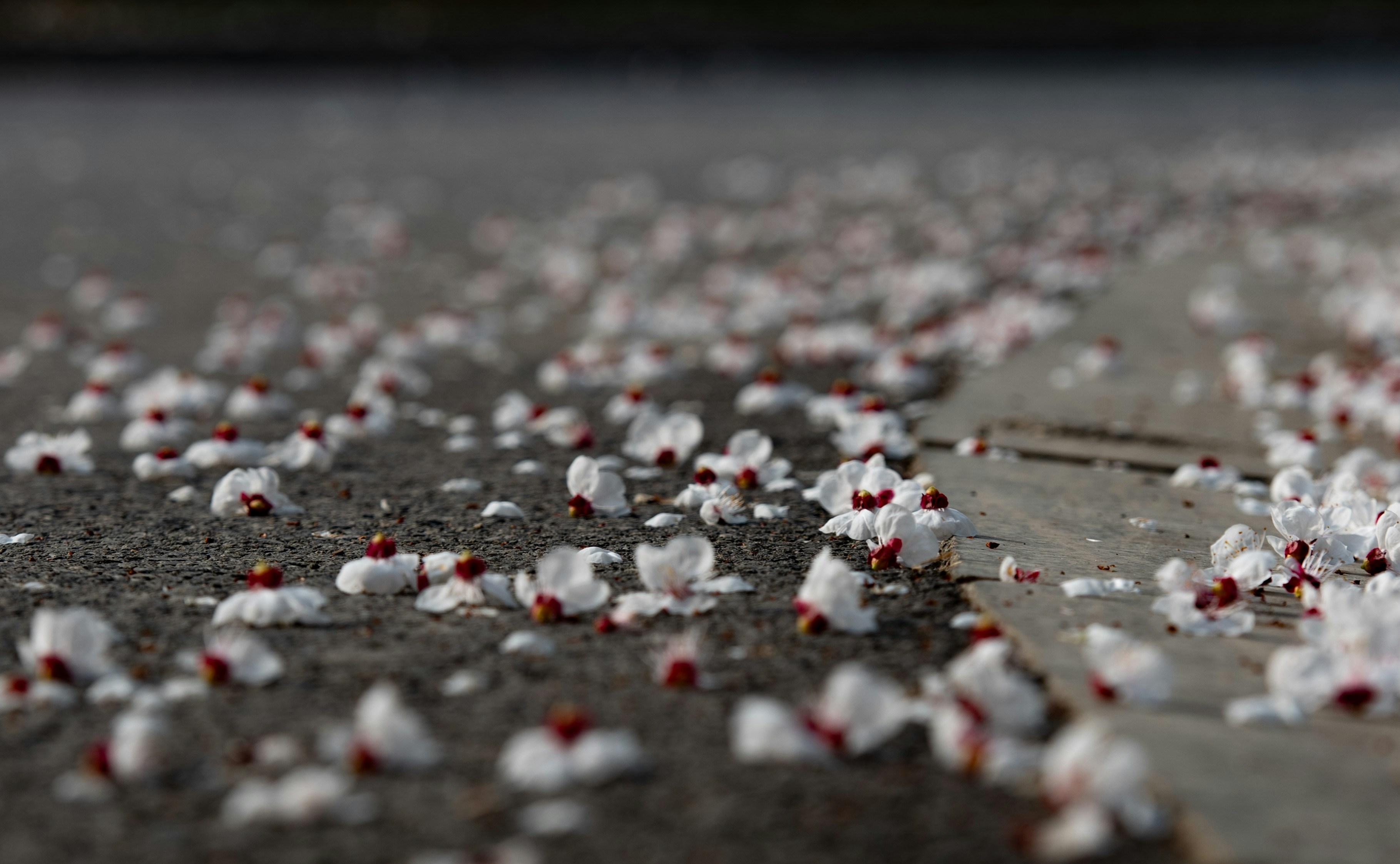 Petals on the Street: A Quiet Field of White and Red