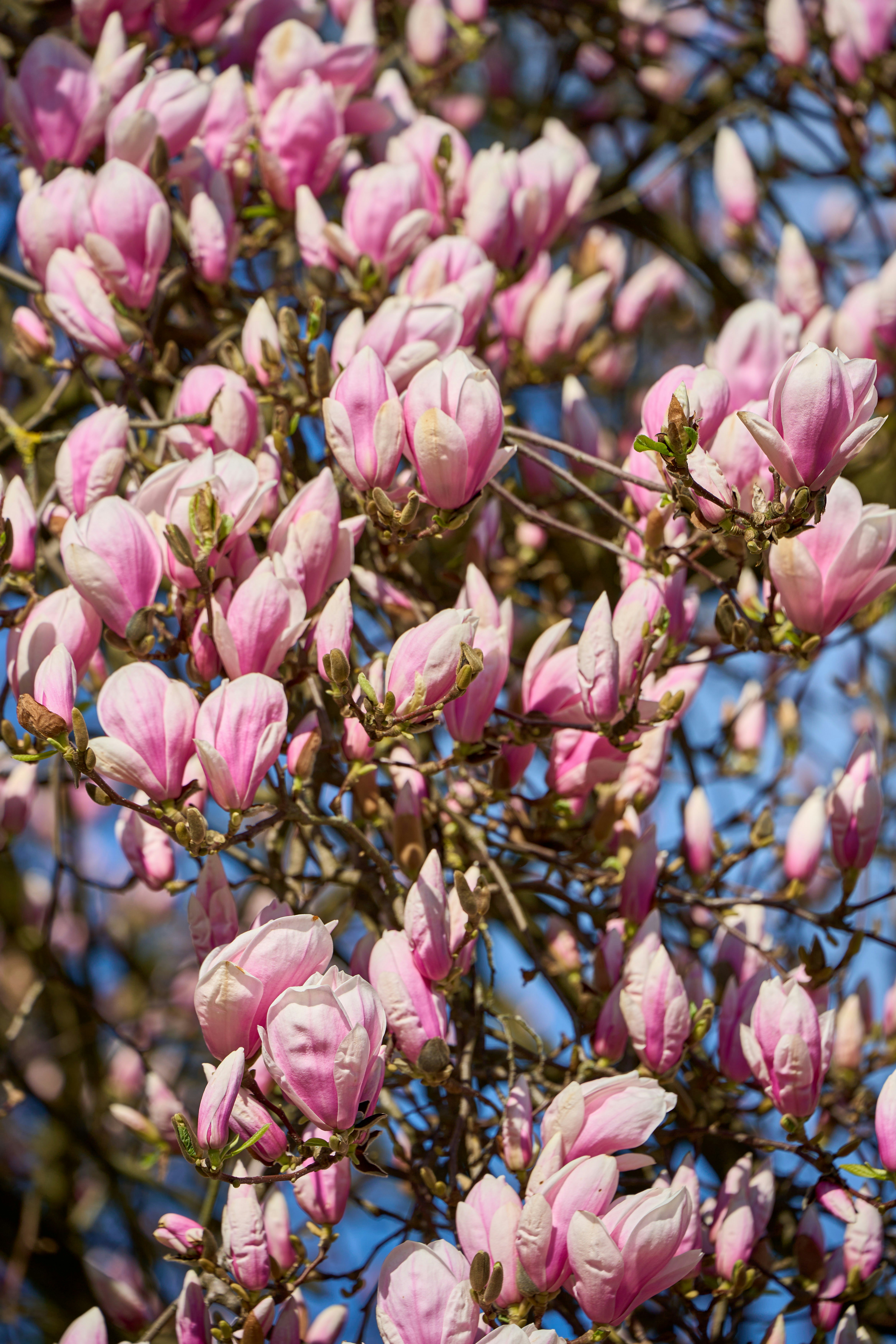 Pink magnolia blossoms on a tree branch