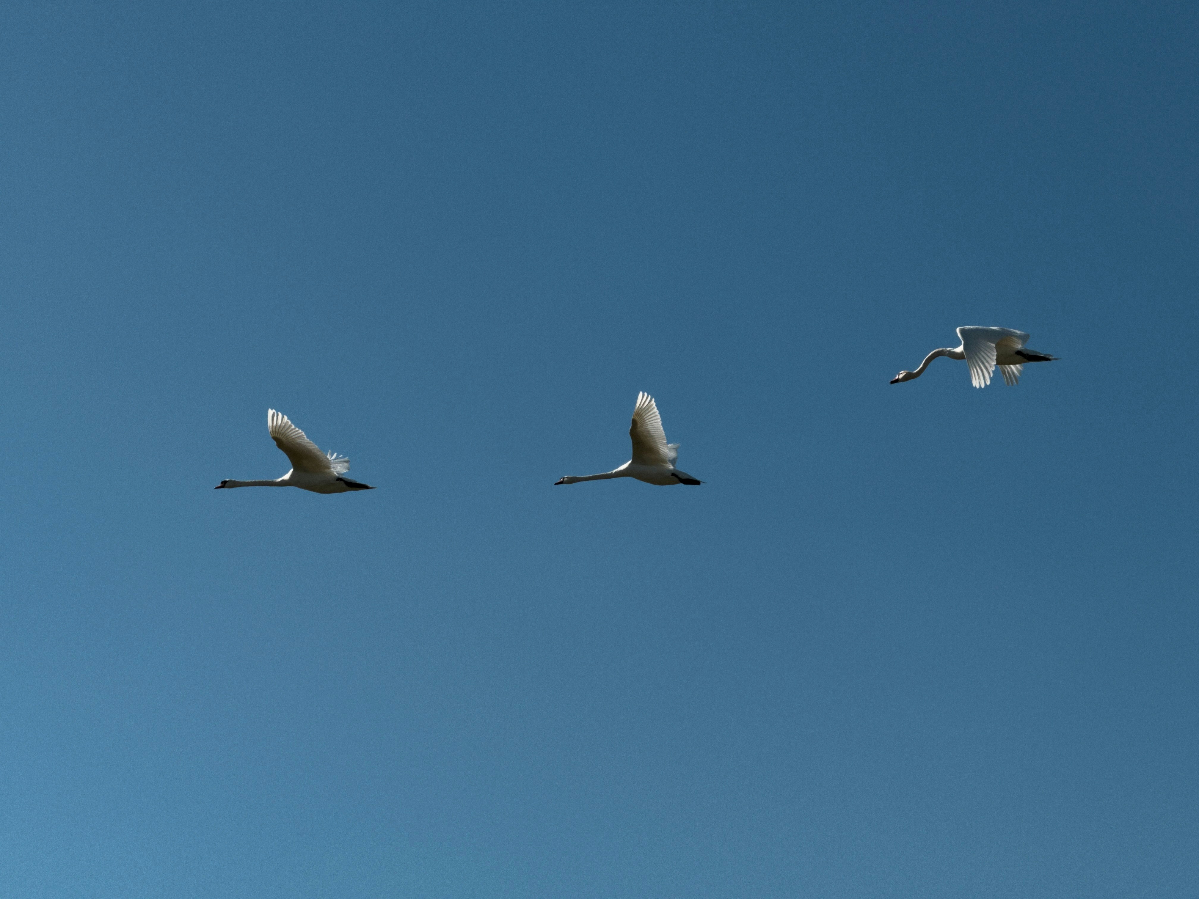 Triptych in Blue: Three Herons Crossing a Clear Sky