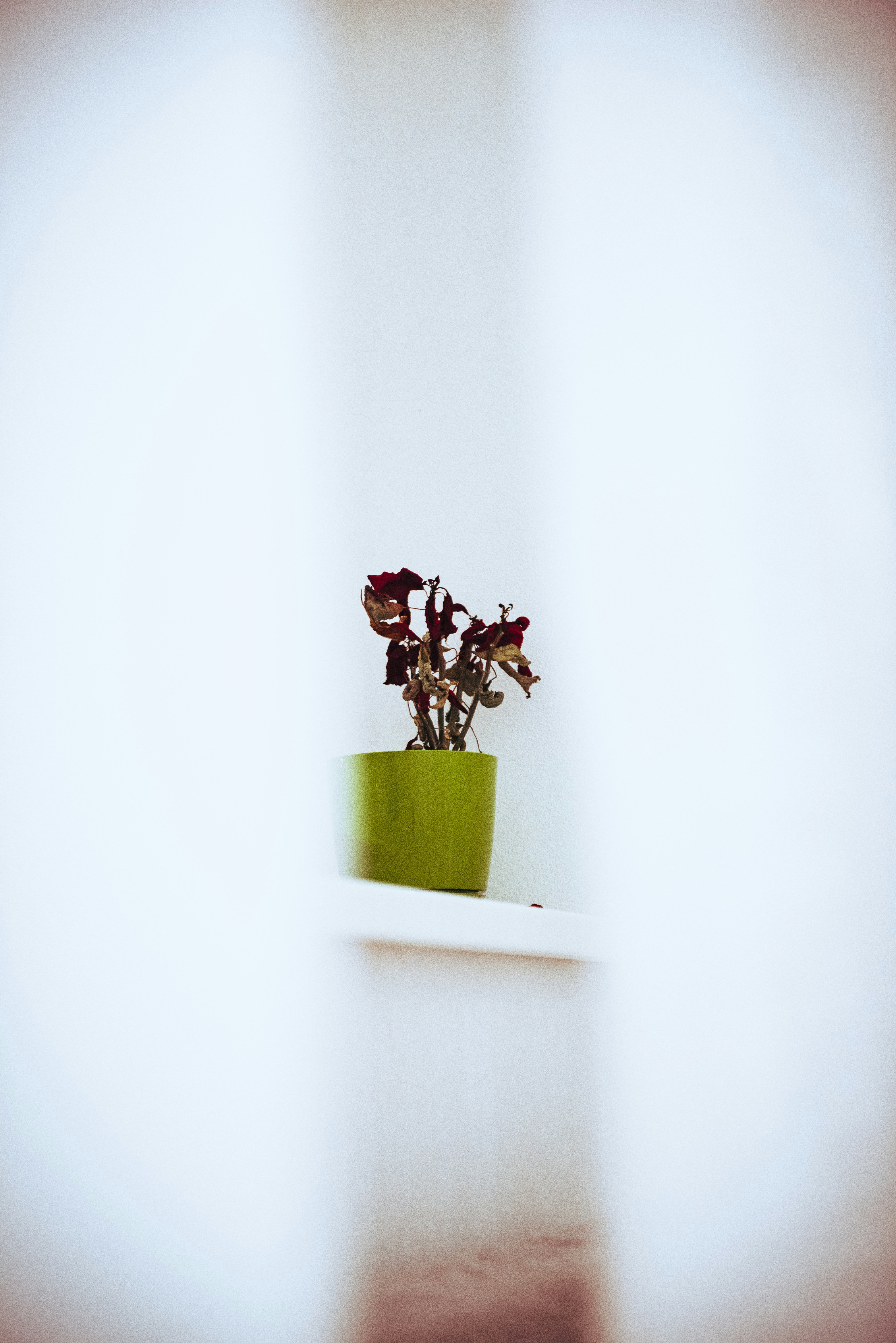 Dying Leaves in a Green Pot: A Quiet Balcony Moment