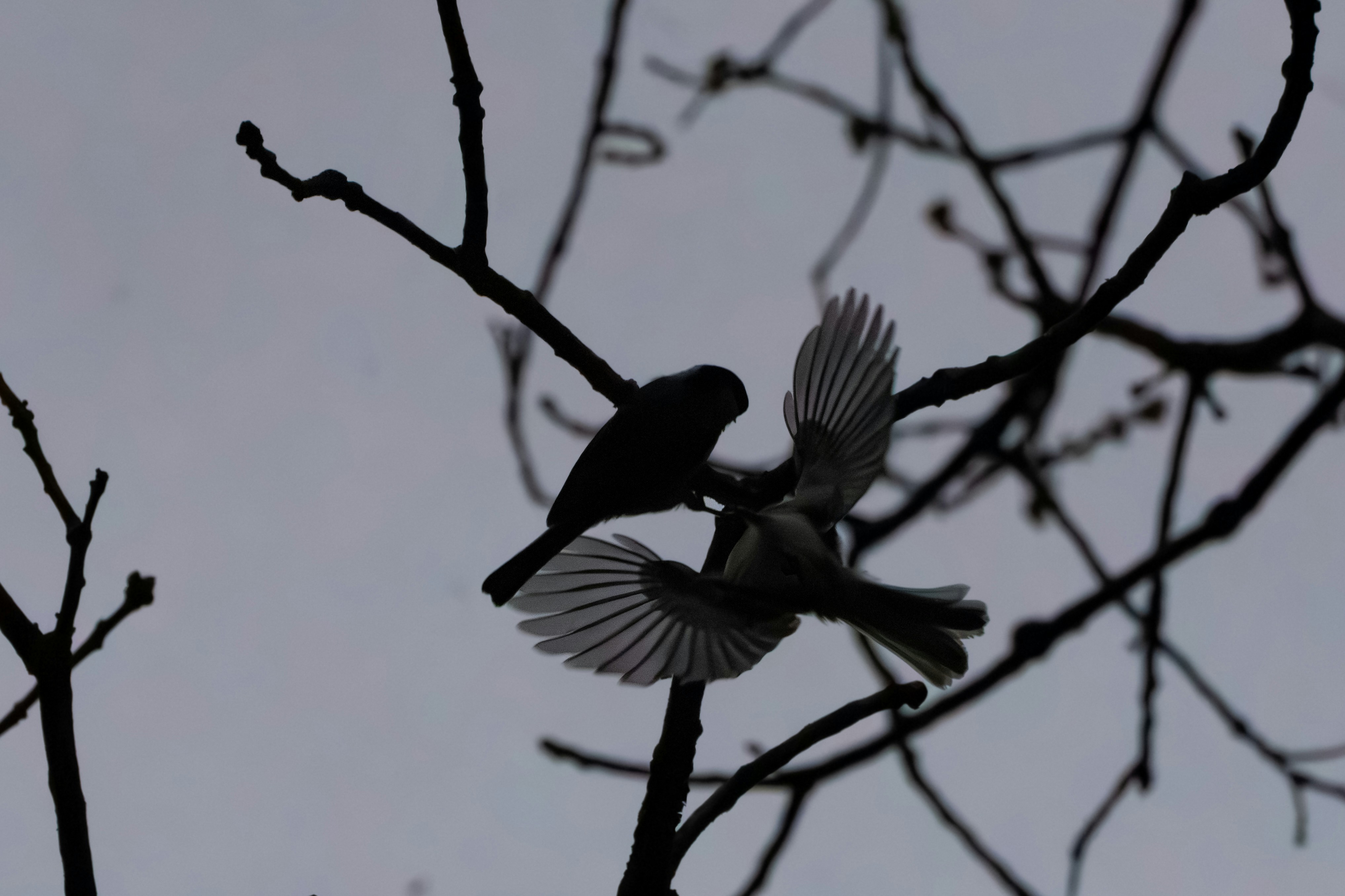 Silhouetted Birds in a Tangle of Winter Branches