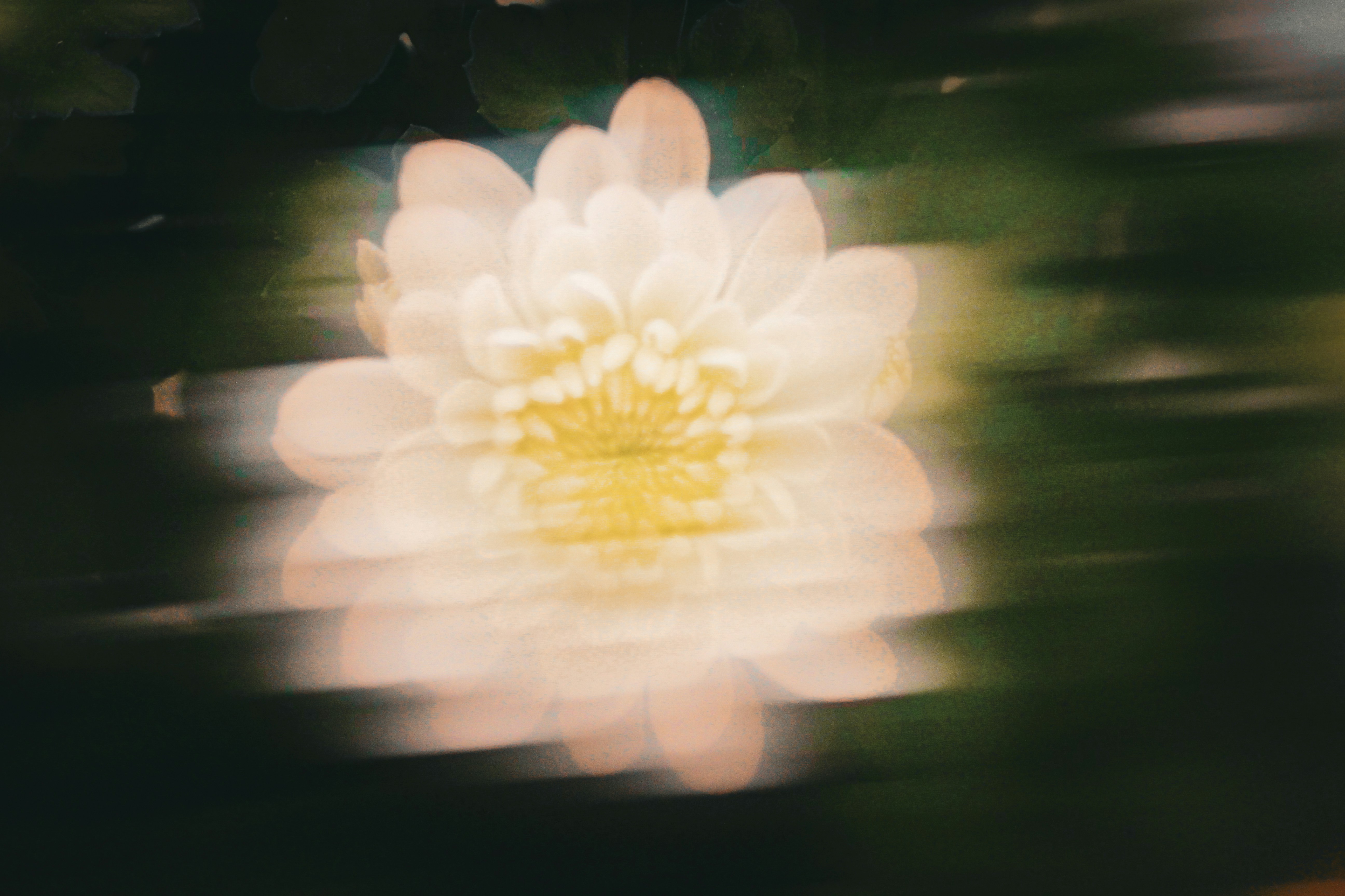 Soft Bloom in Motion: a blurred white flower emerging from a shadowed backdrop