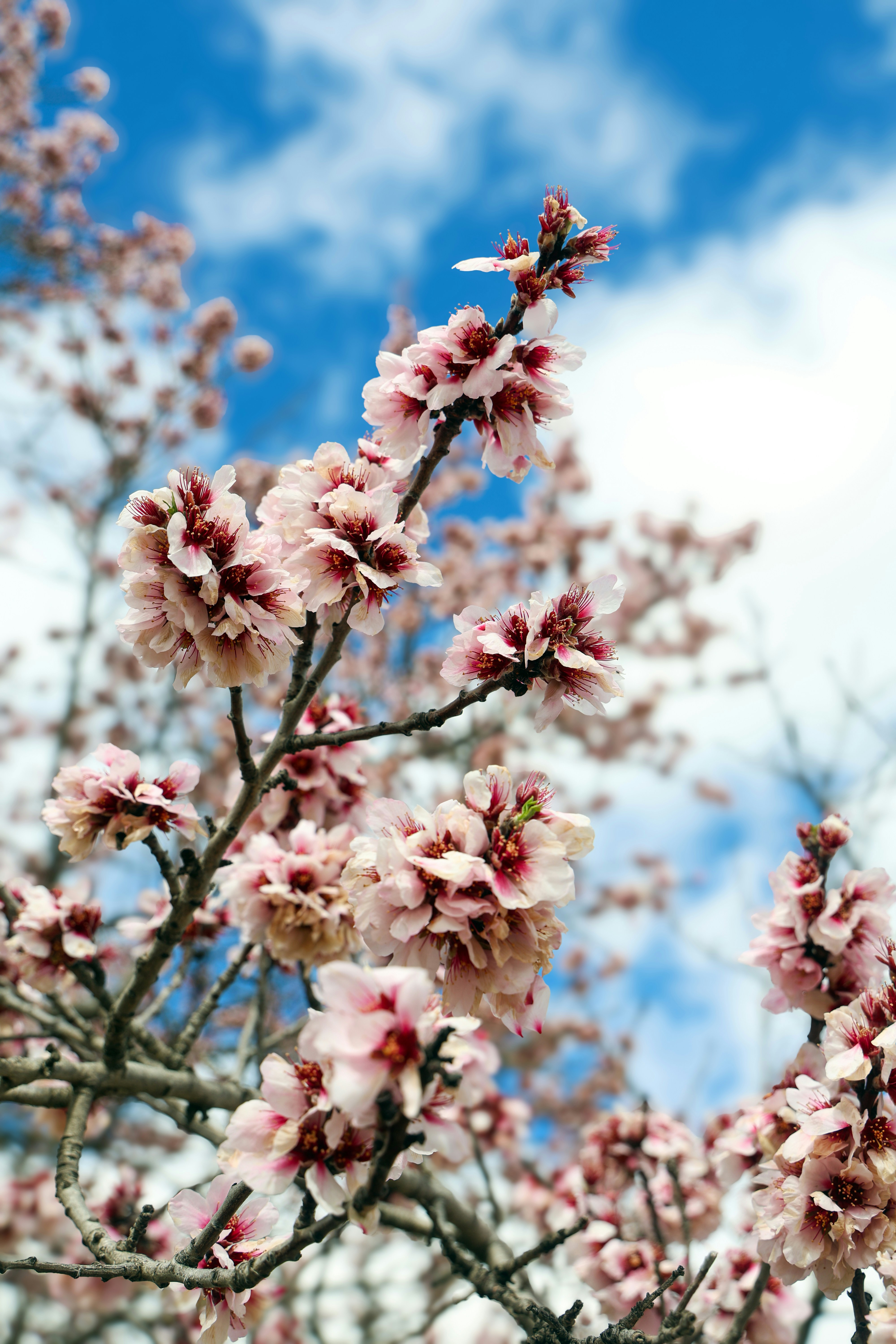 Blush Petals Against a Cerulean Sky