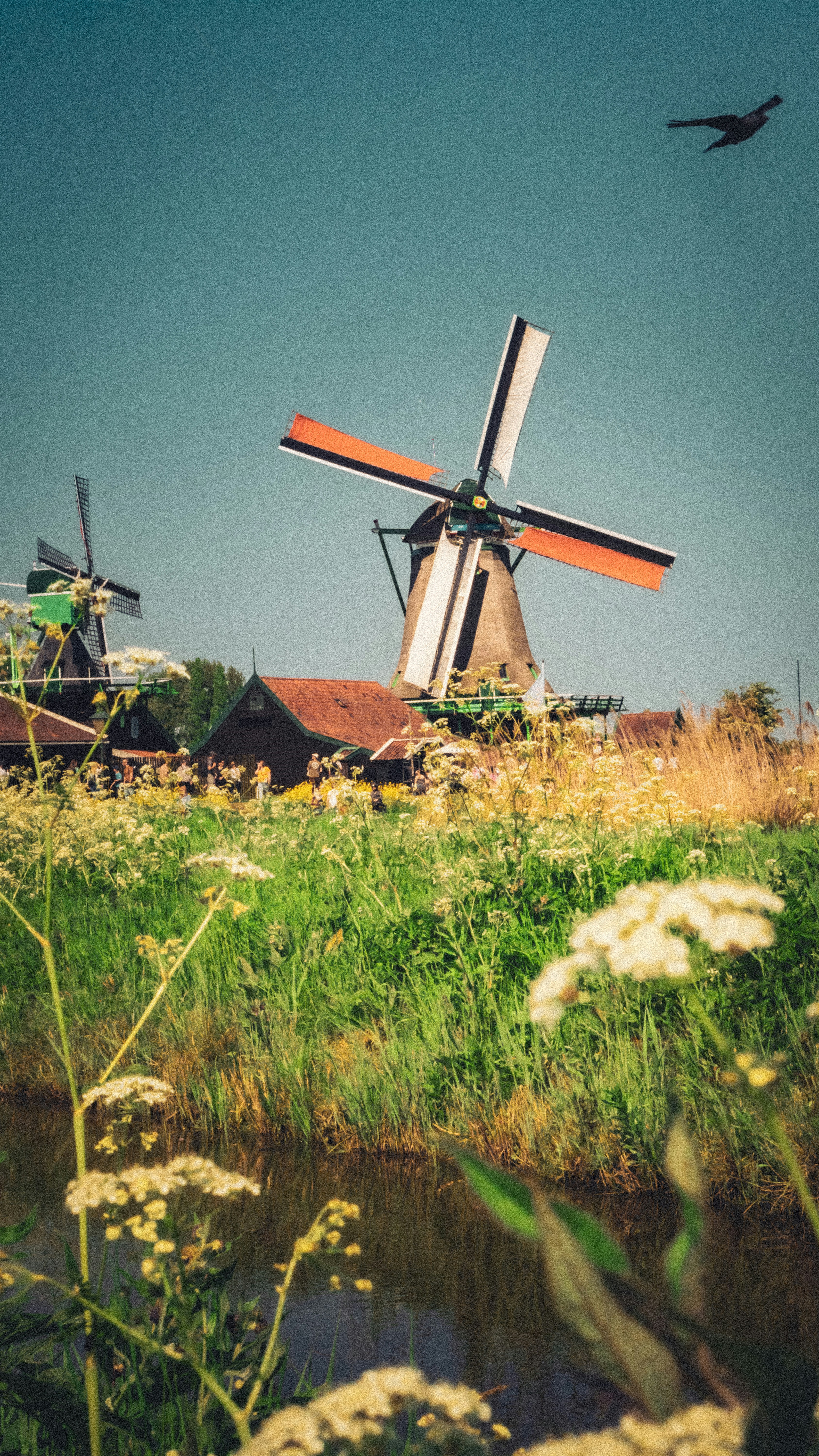 Windmills in Golden Spring Light