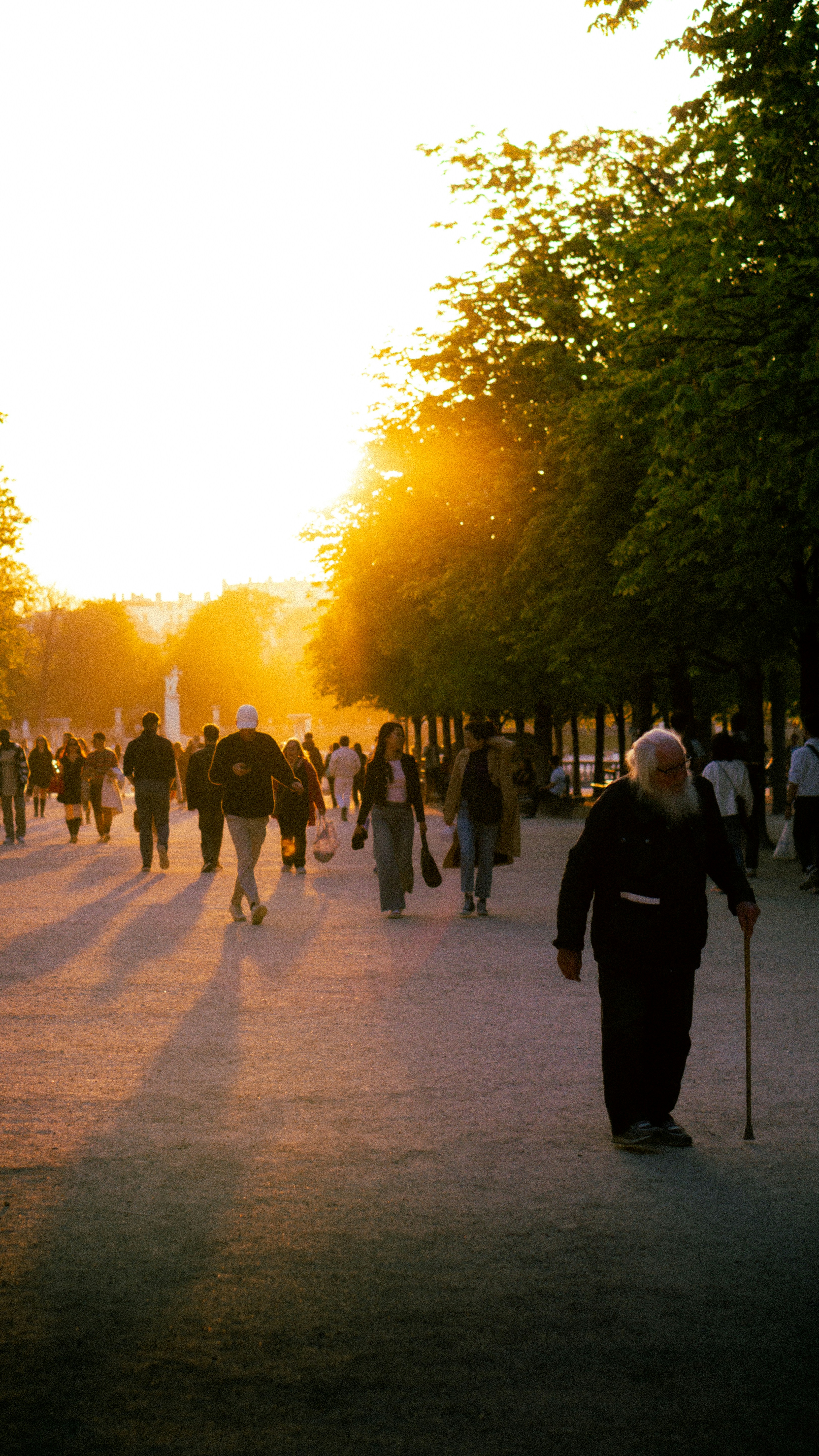 Golden Hour Stroll Through the Tree-Lined Boulevard