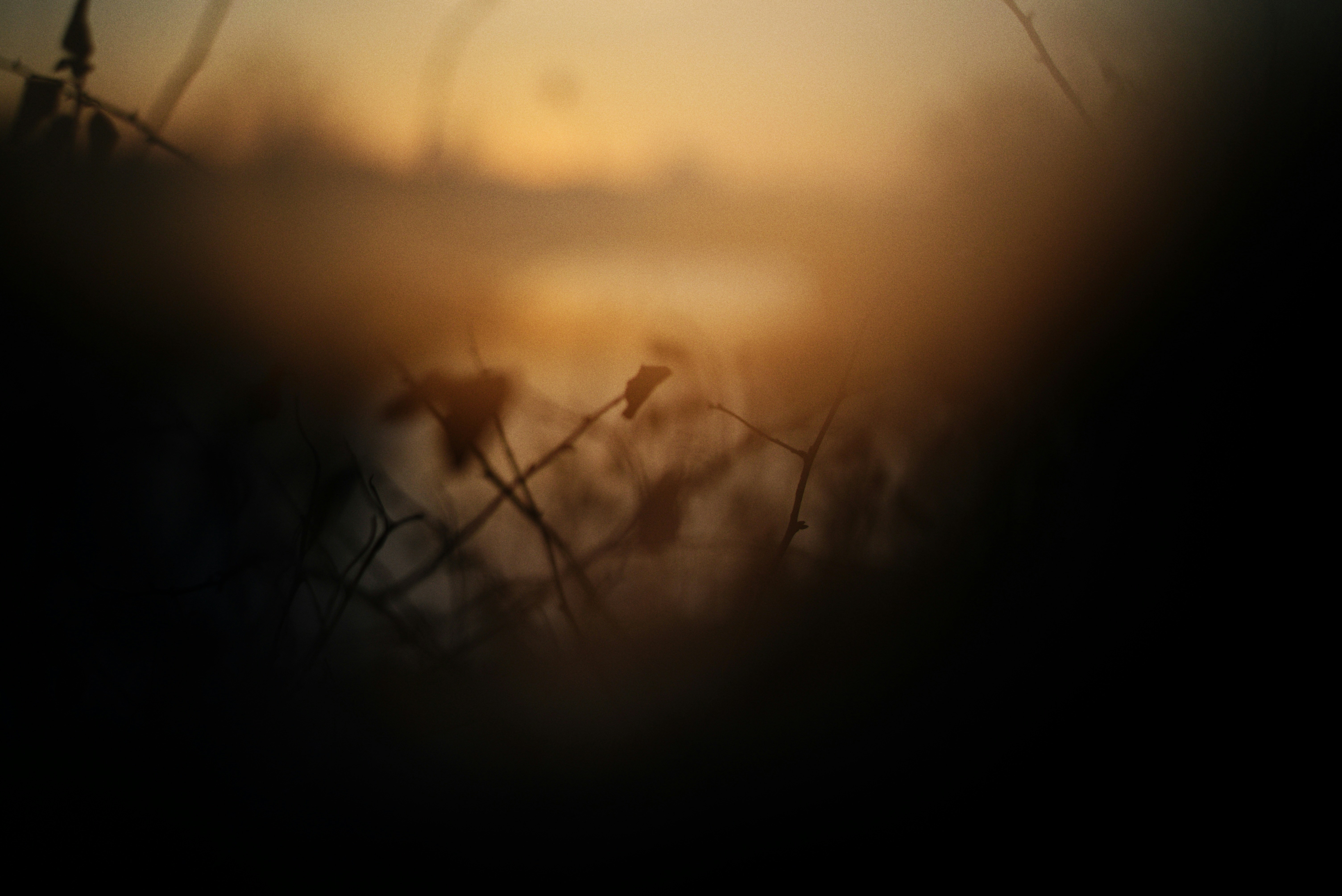 Horizon Glow through a Veiled Branches Frame