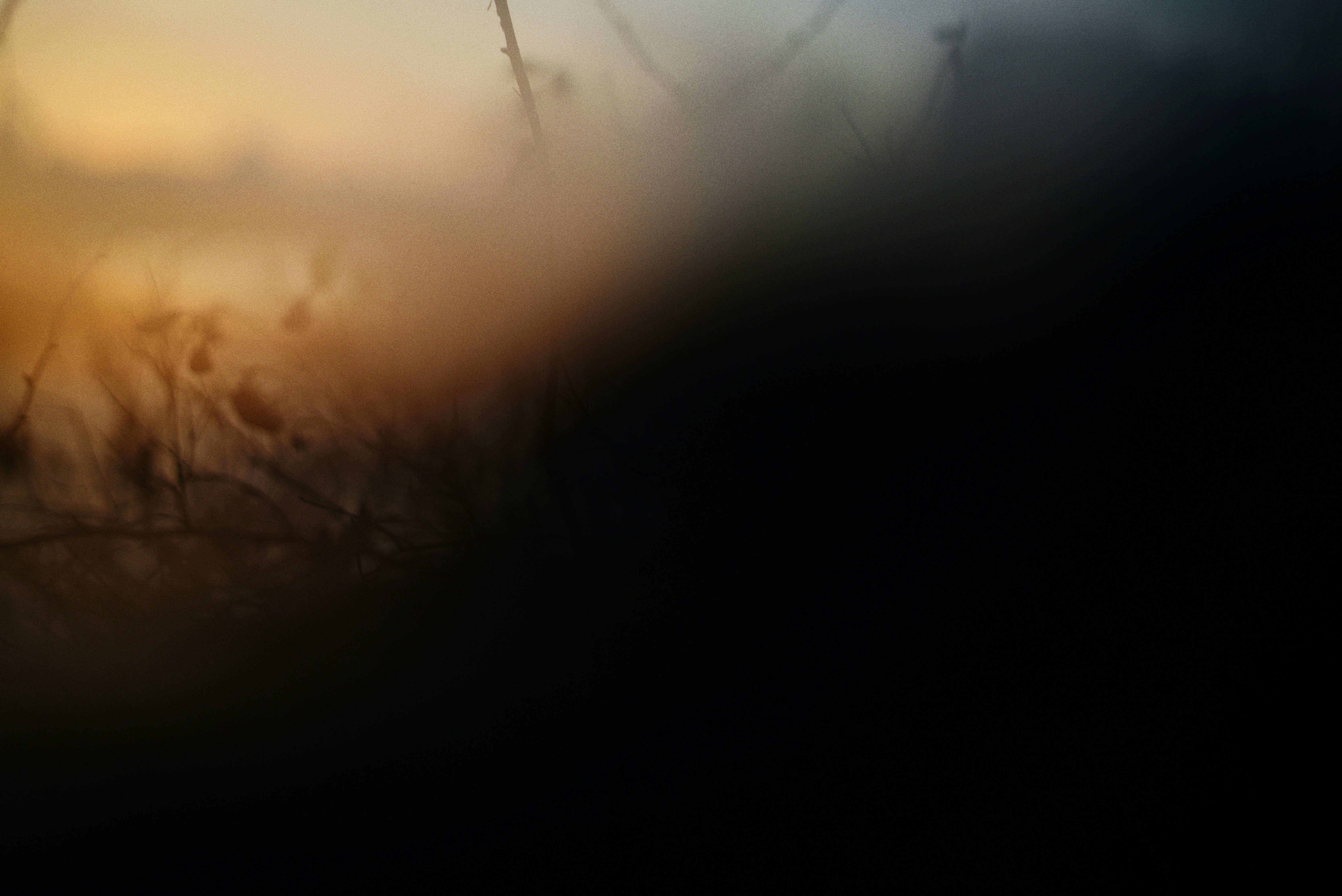 Soft focus sunset over dry grass stalks