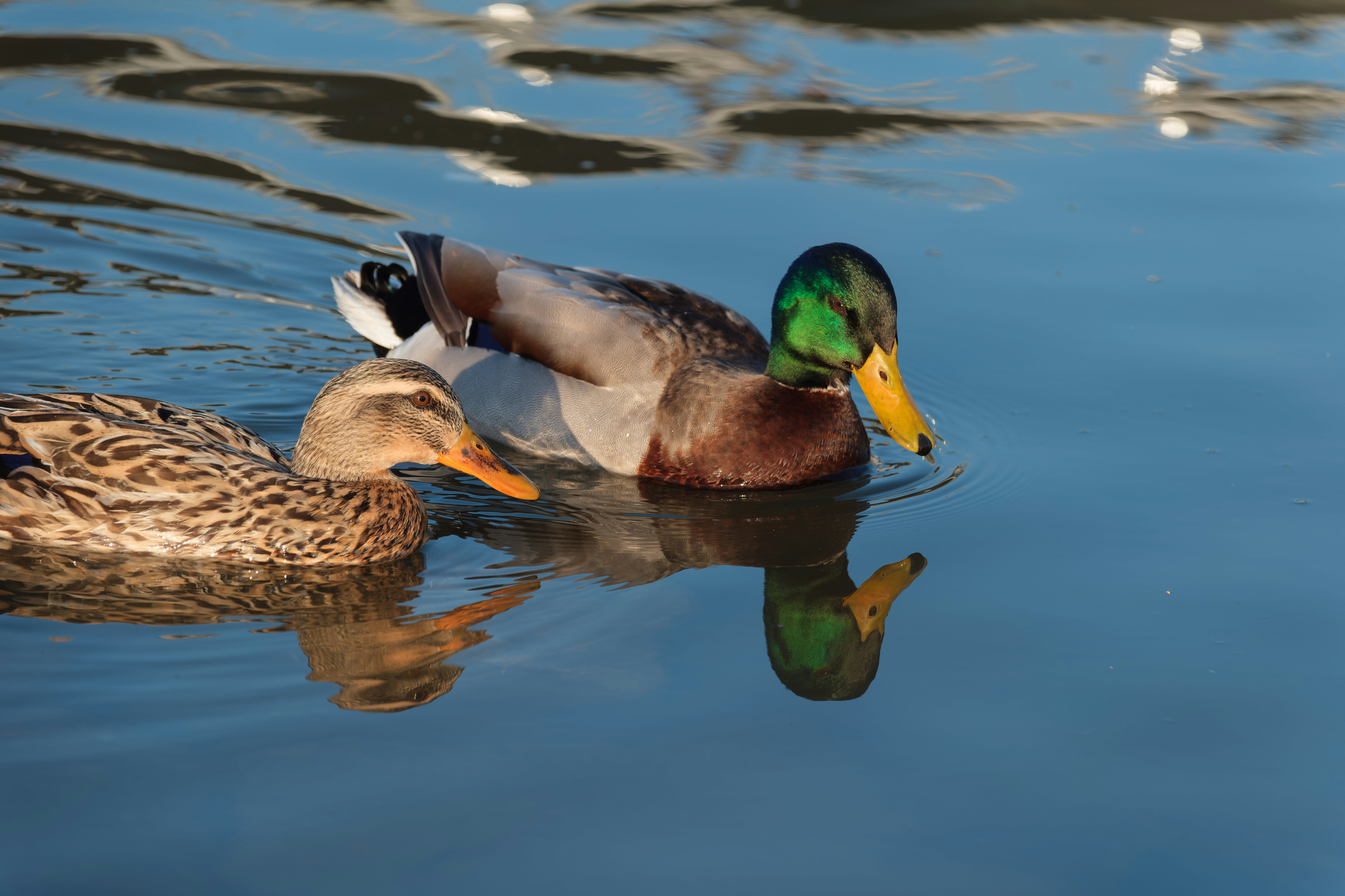 Reflections and Ripples: A Pair of Mallards on Quiet Blue