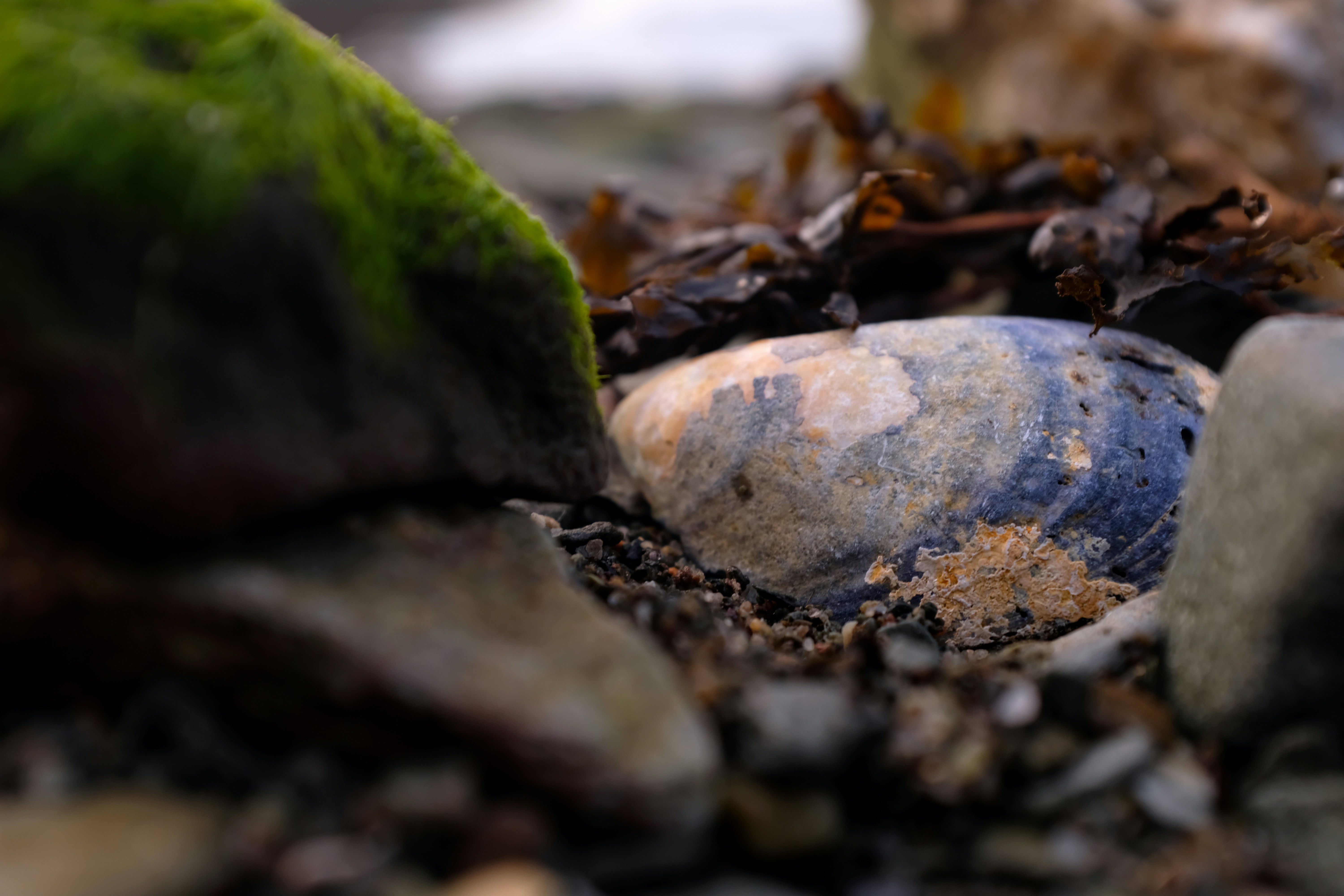 Pebble Symphony: A Blue-Grey Stone Grounded by Moss and Debris