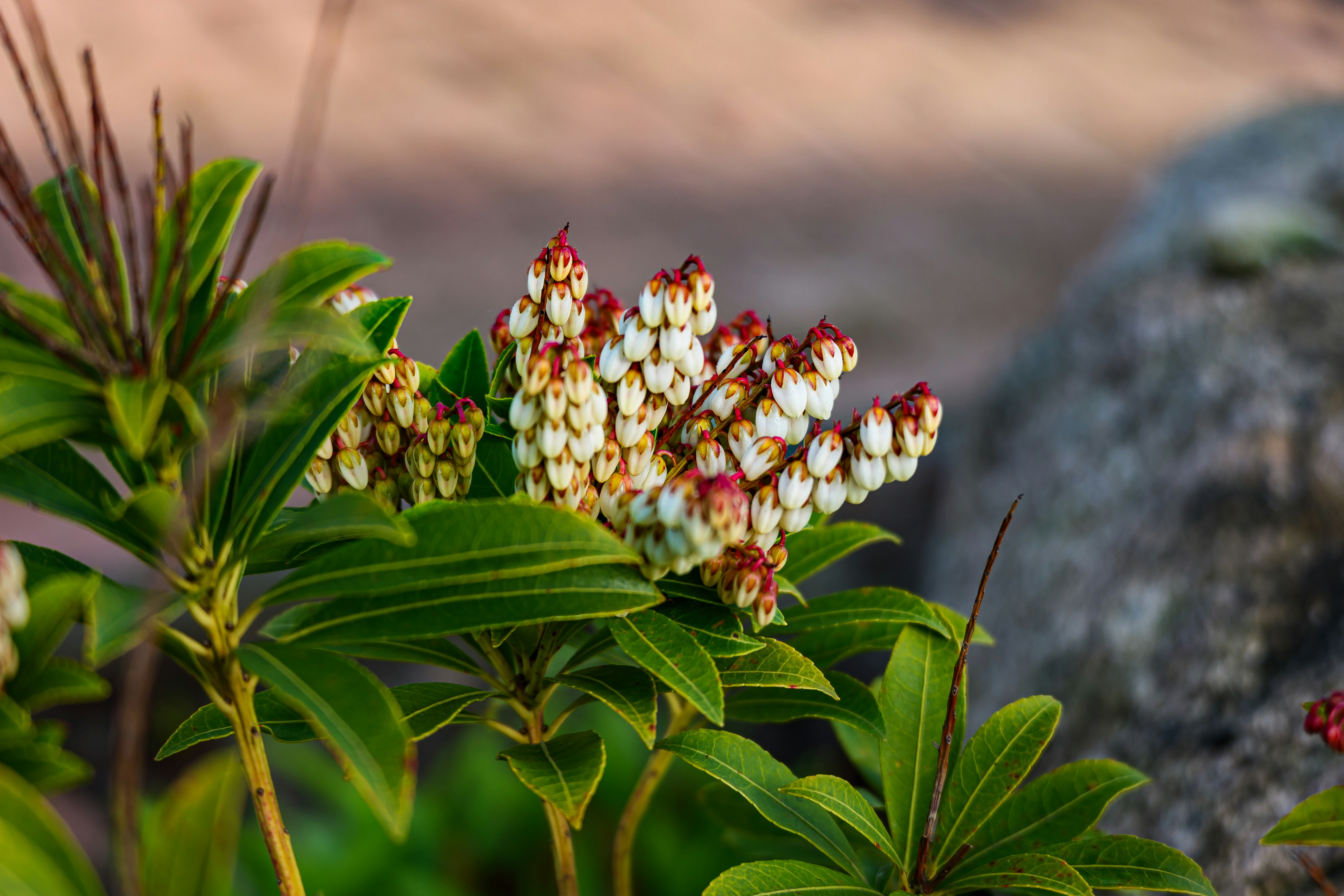 Blossoming Cone Clusters Amid Green Leaves