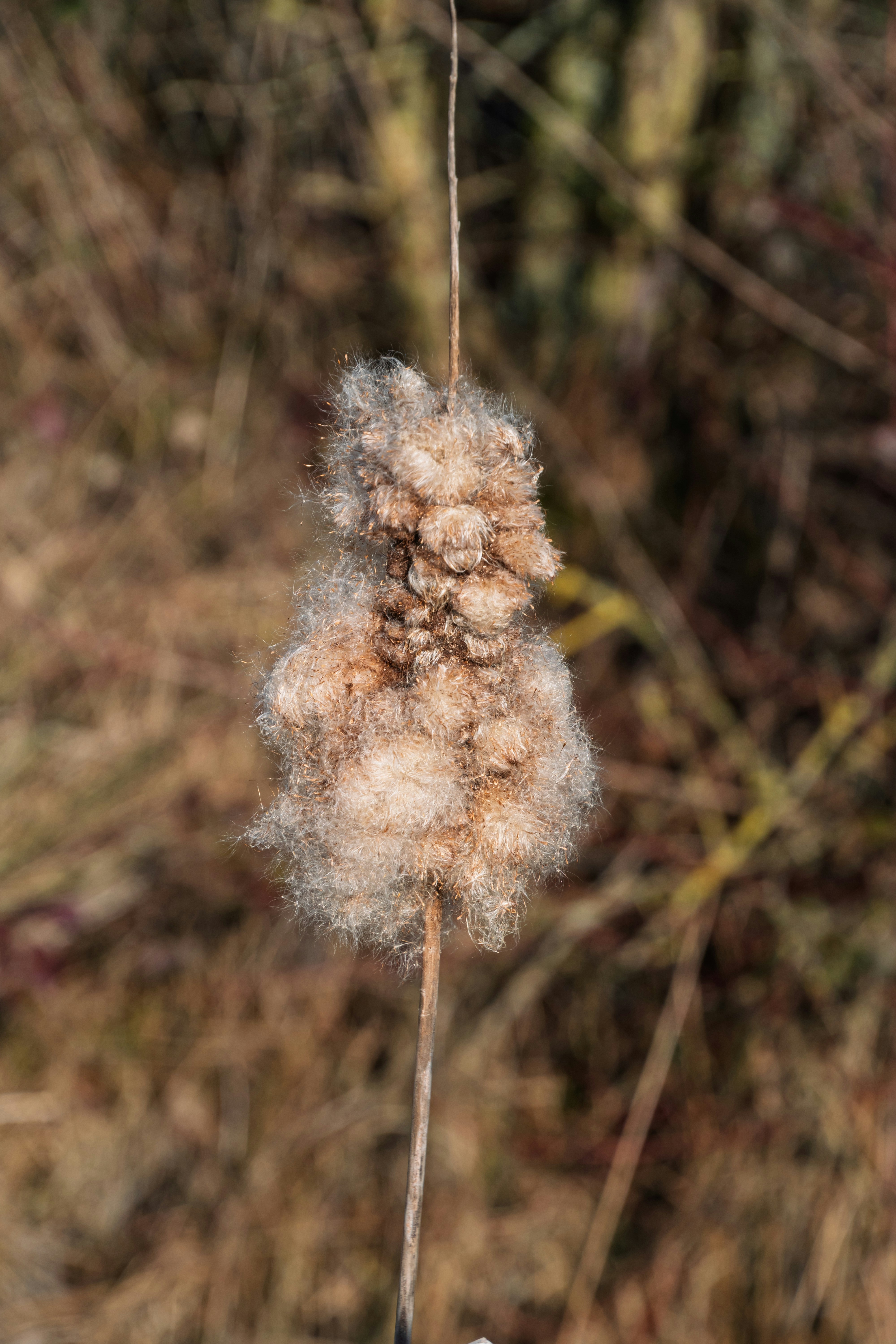 Fluffy seed clusters suspended on a single reed