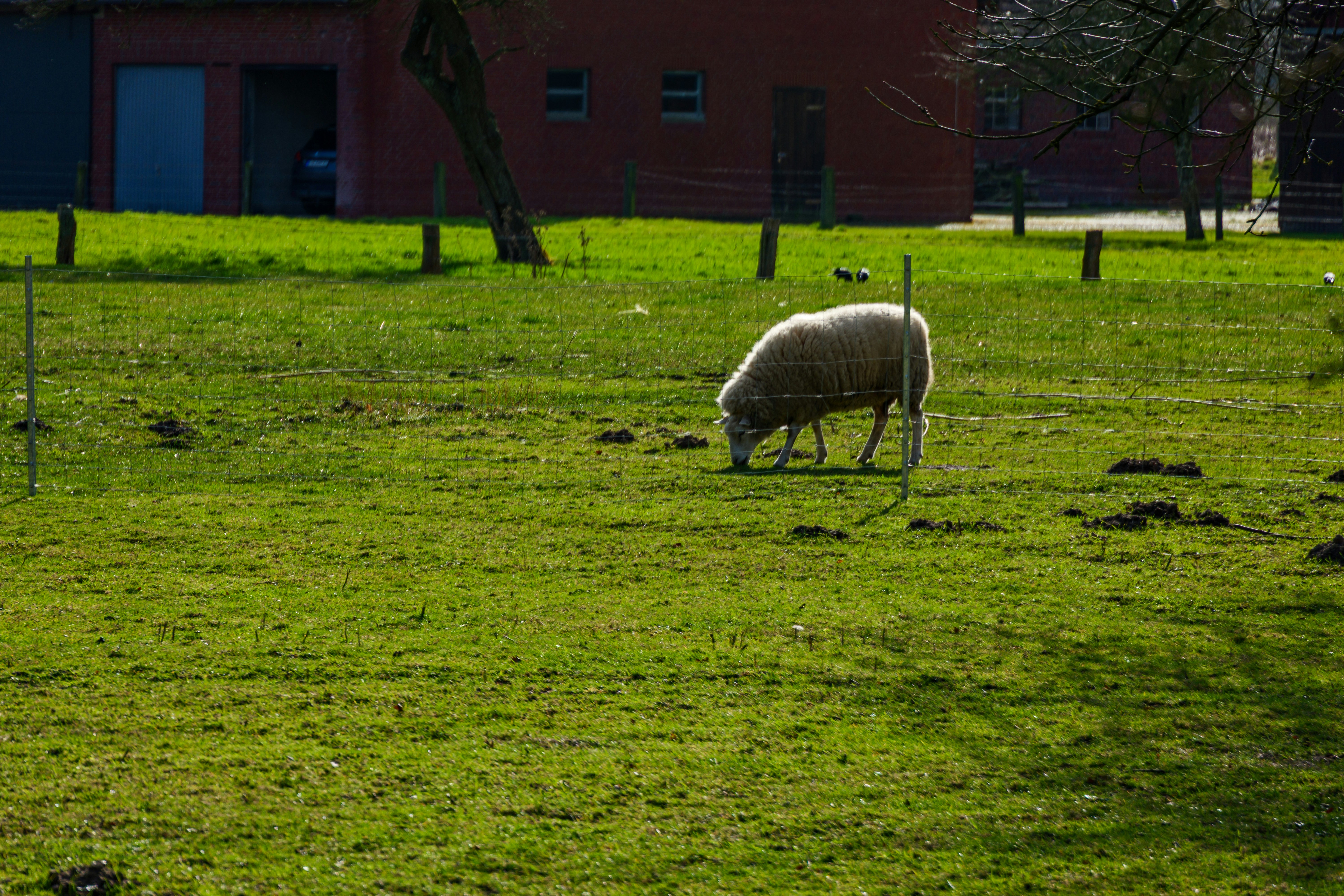 Pasture Wanderer: A solitary sheep grazing under a sunlit field