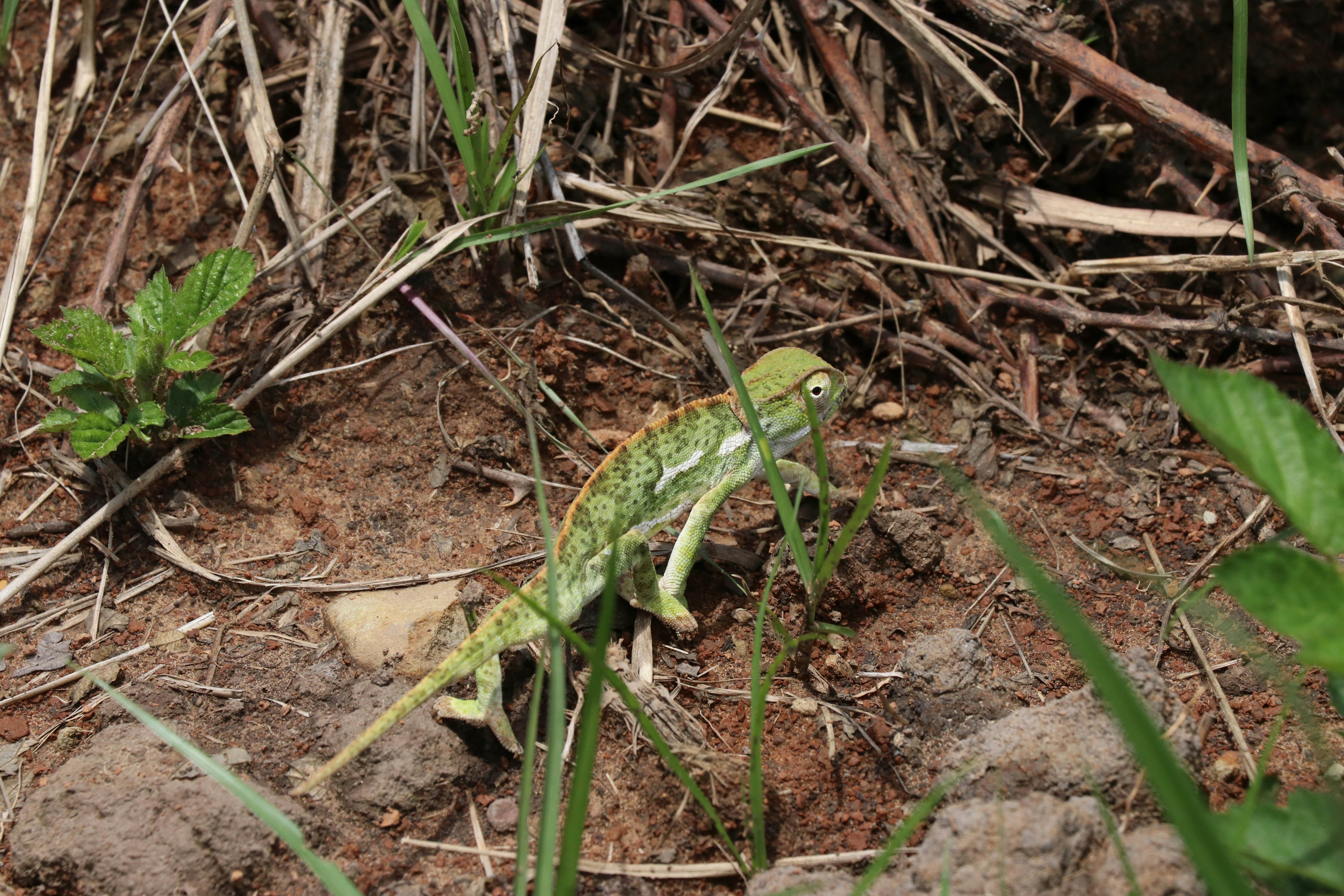 Hidden Green Sentinel: A Camouflaged Basilisk Among Ground Veins