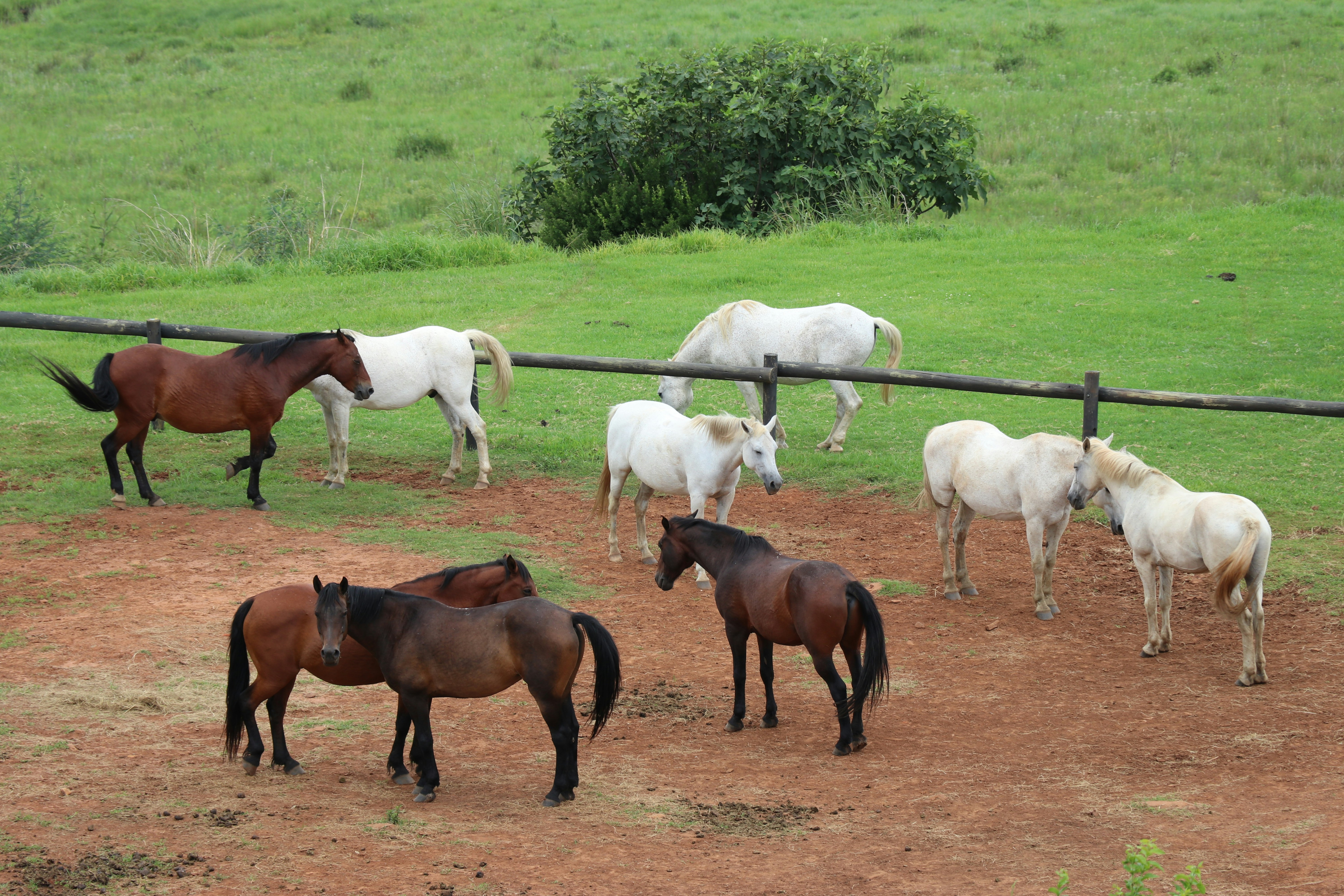 Herd of Horses at Rest in a Reddish Dust Patch