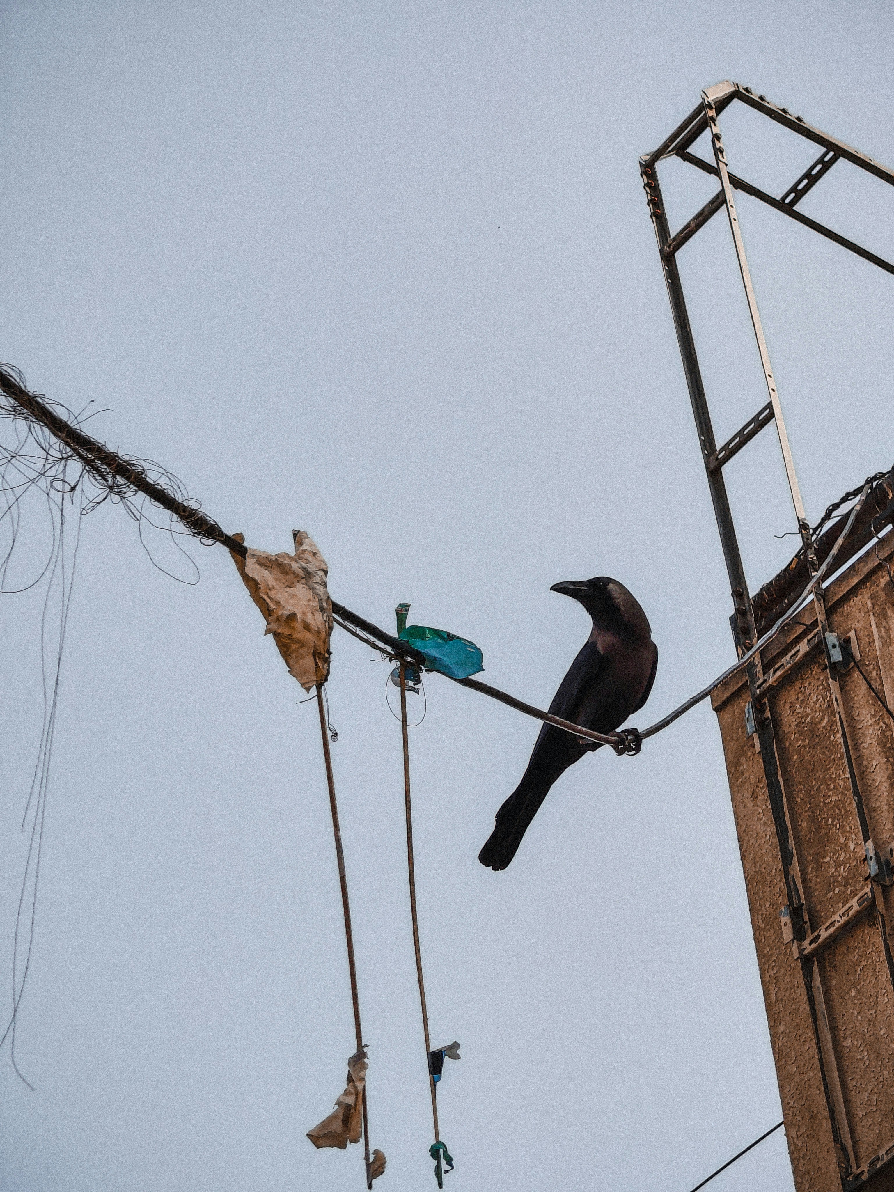Rook on a Wire: A Dark Silhouette Anchors the Rooftop Sky