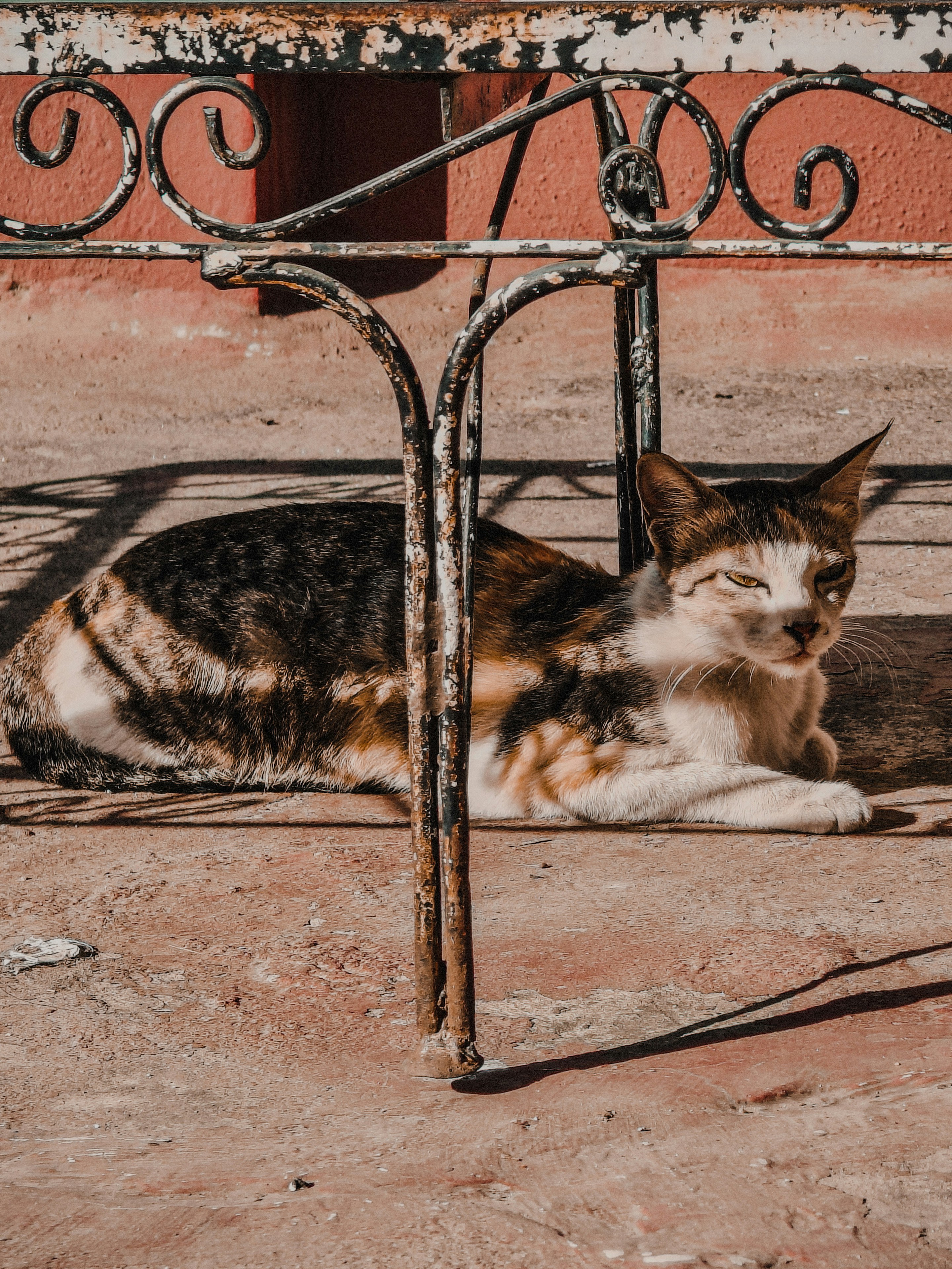 Resting in the Sun: a calm calico cat under rusty ironwork