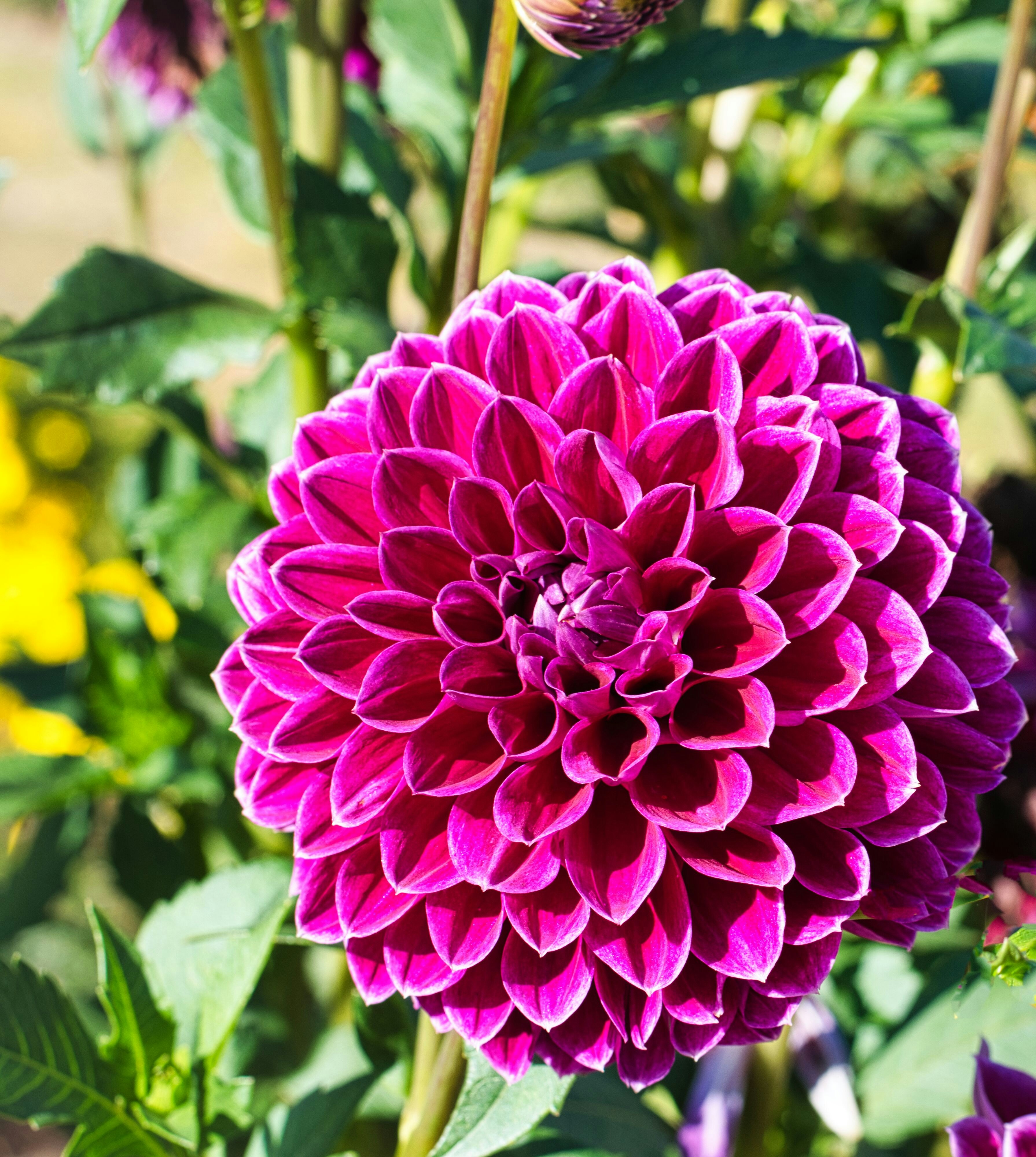 Emerald Velvet Bloom: A magenta dahlia in sharp focus