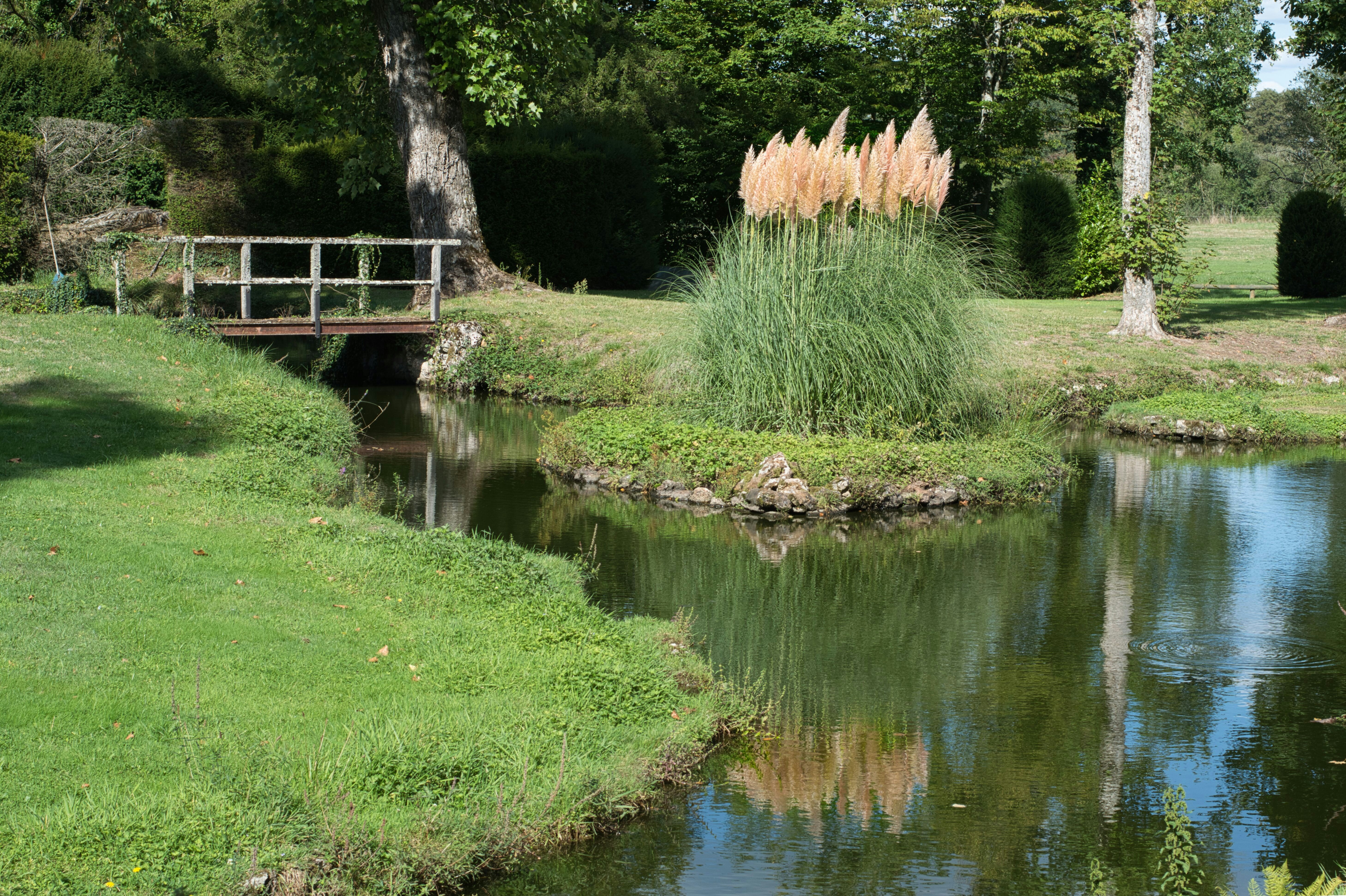 Tranquil pond scene with a wooden footbridge and tall ornamental grasses
