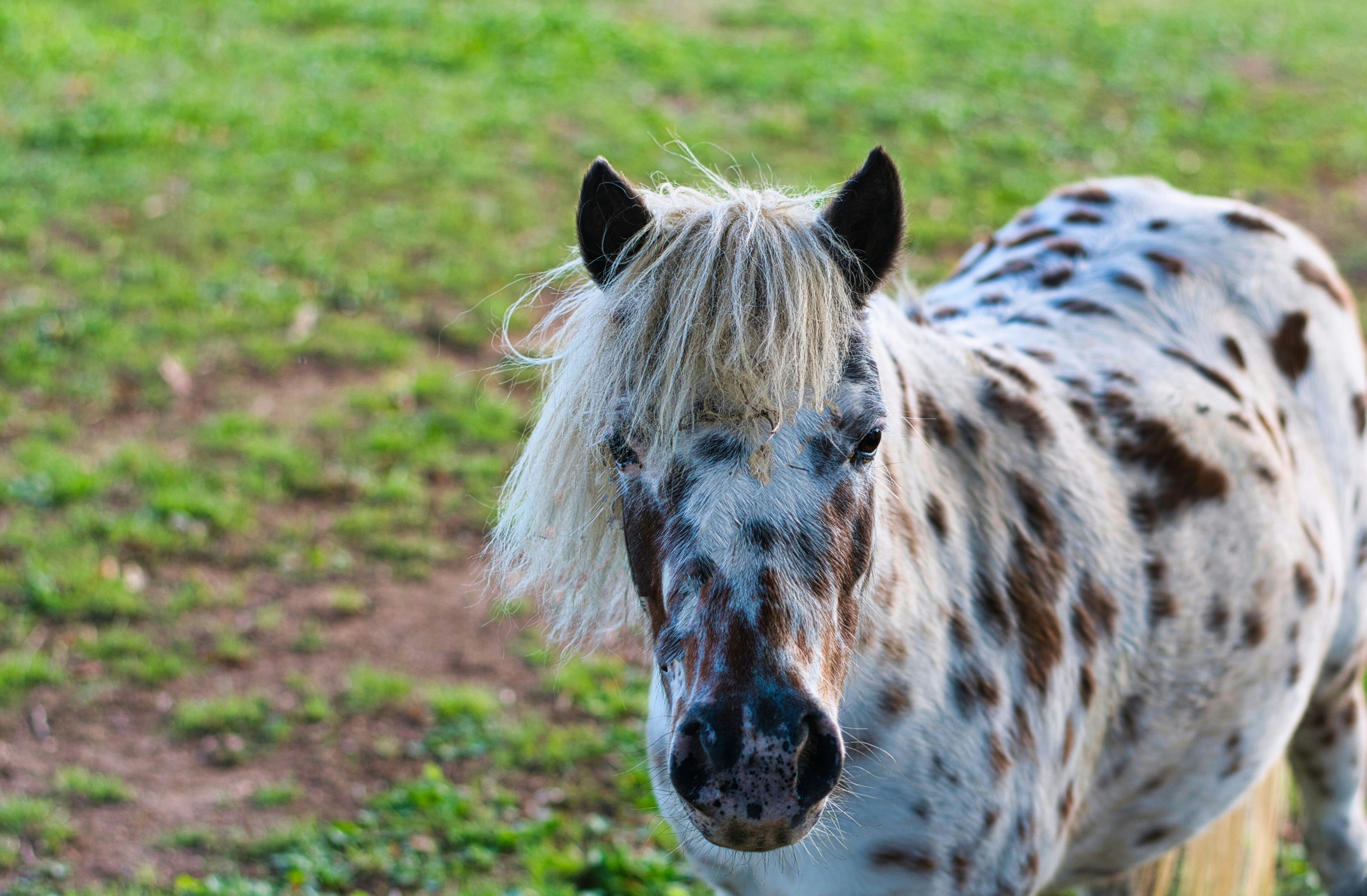 Spotlit Pinto: A Portrait of a Spotted Horse in Soft Field Light