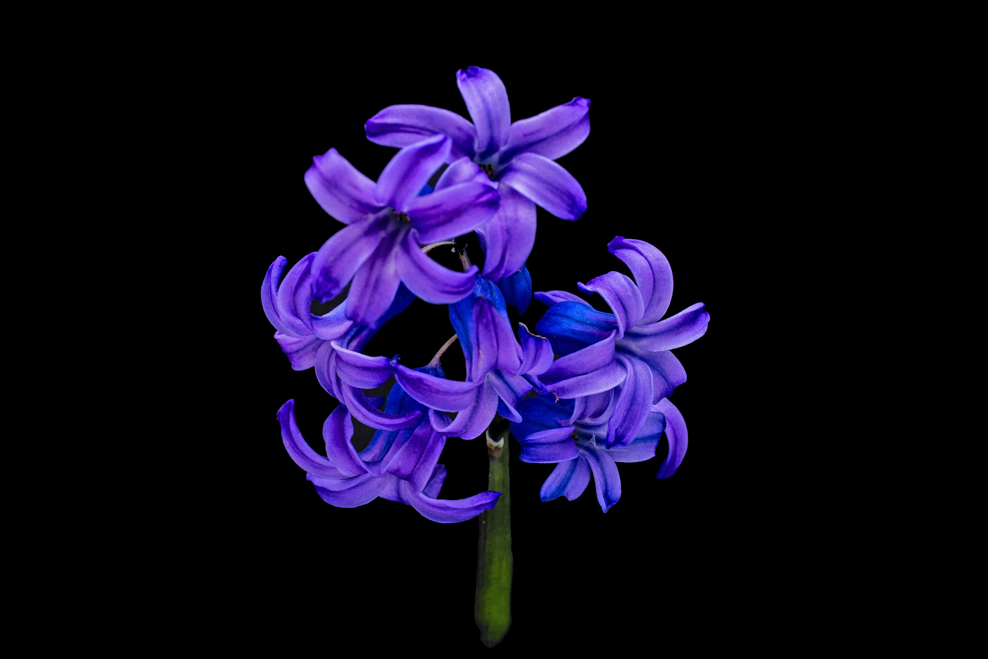 Midnight Bloom: Violet Hyacinth Against Velvet