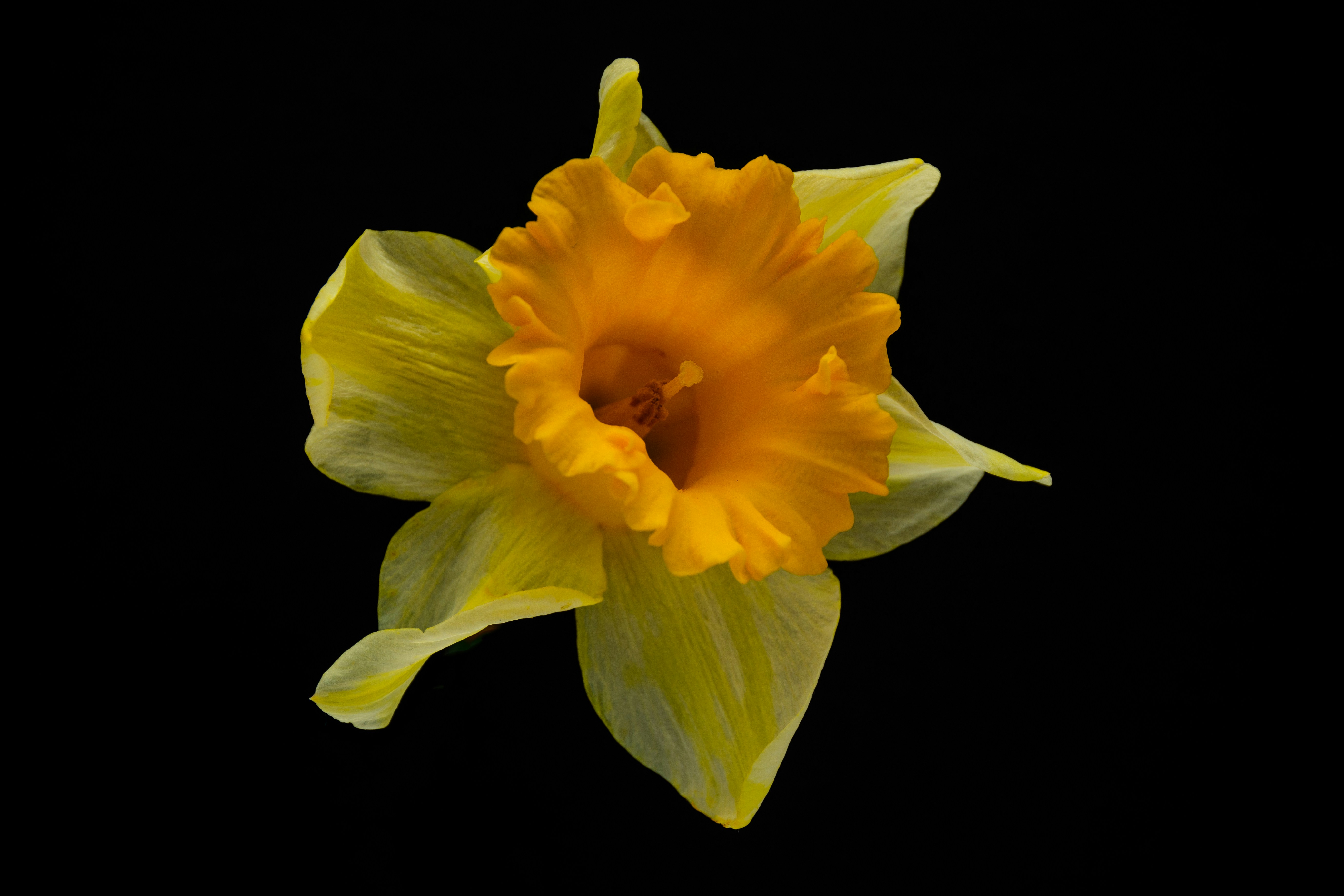 Golden trumpet against midnight: a single daffodil bloom frozen in black