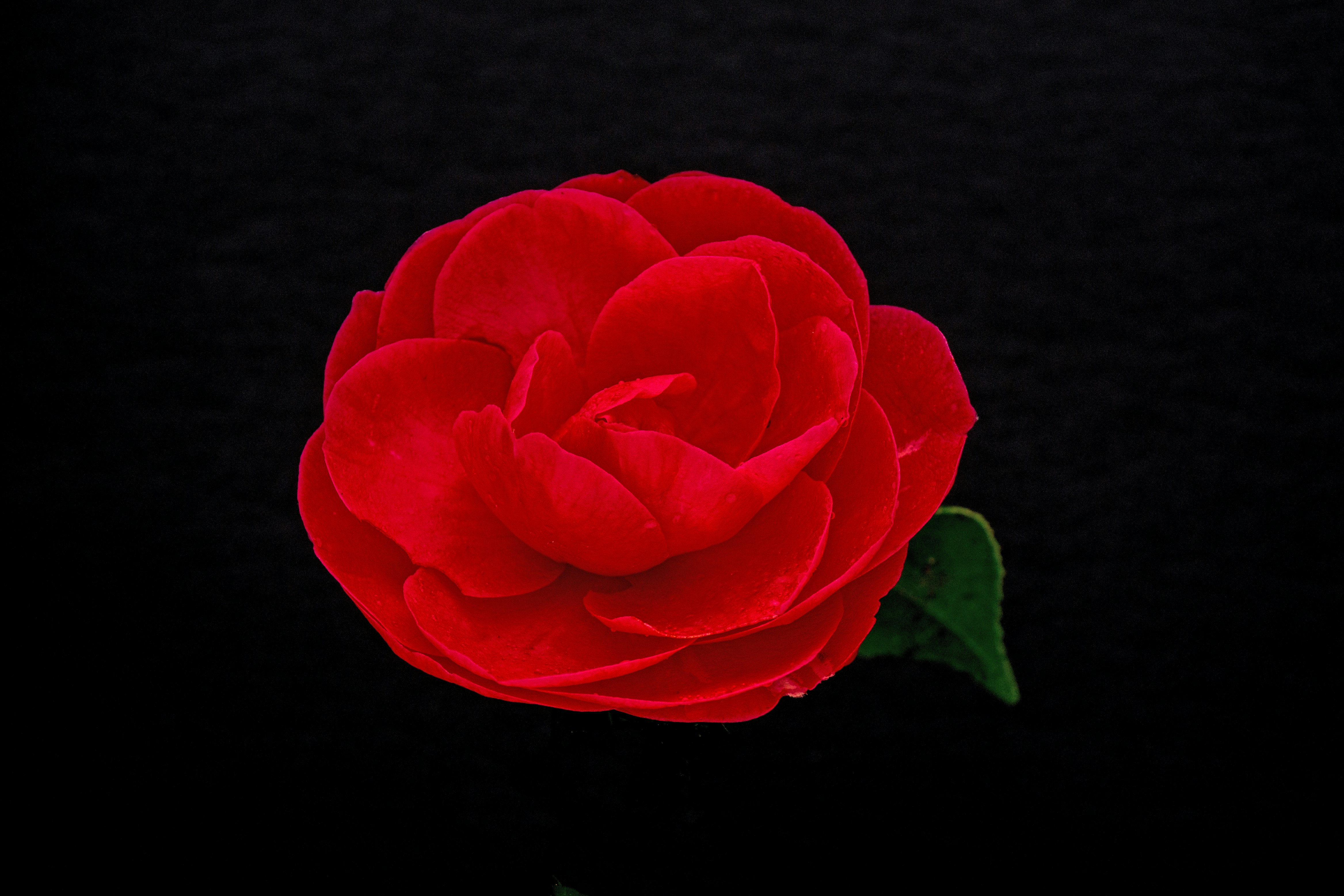 Crimson Bloom in Velvet Darkness