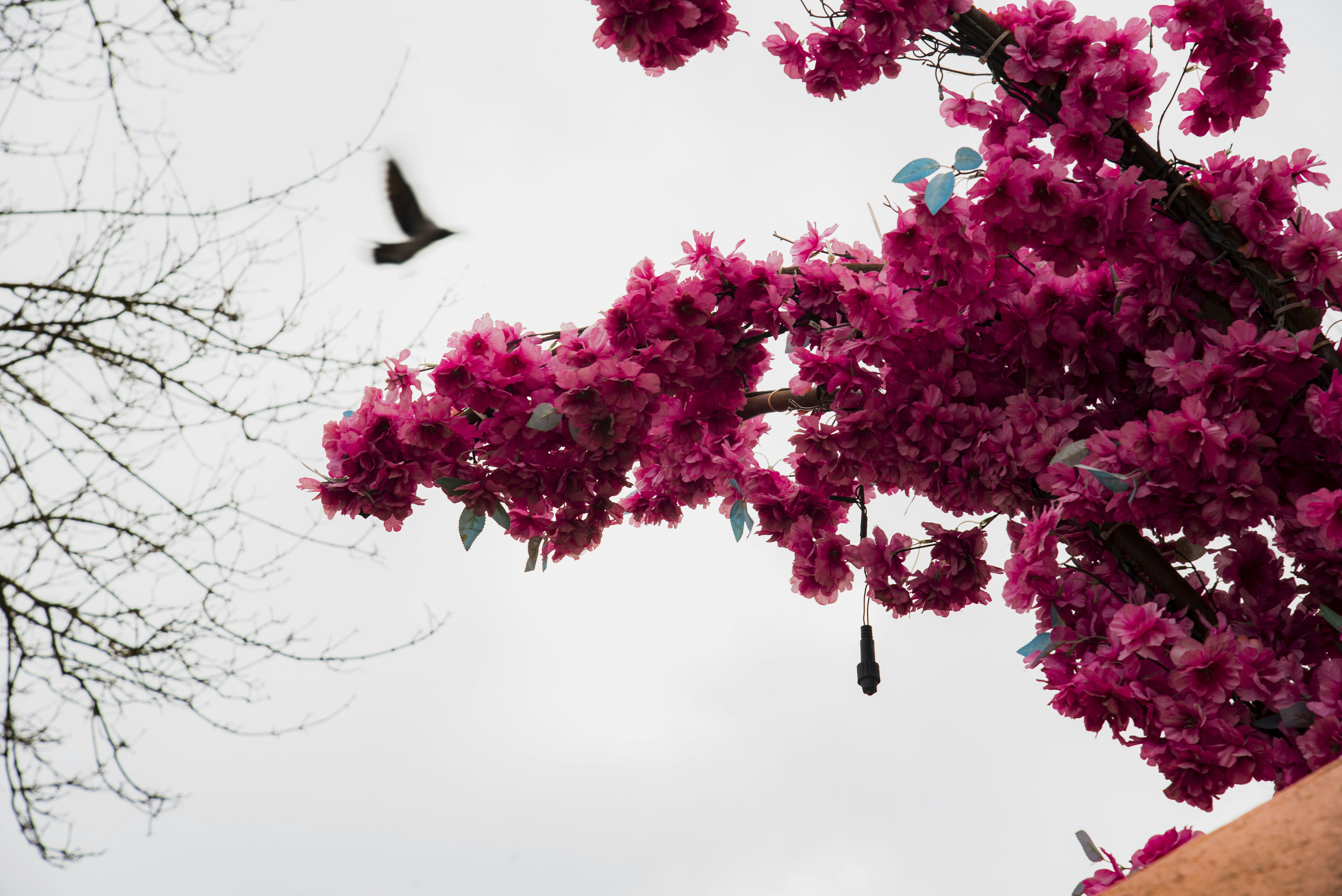 Crimson Bloom and a Weary Sky