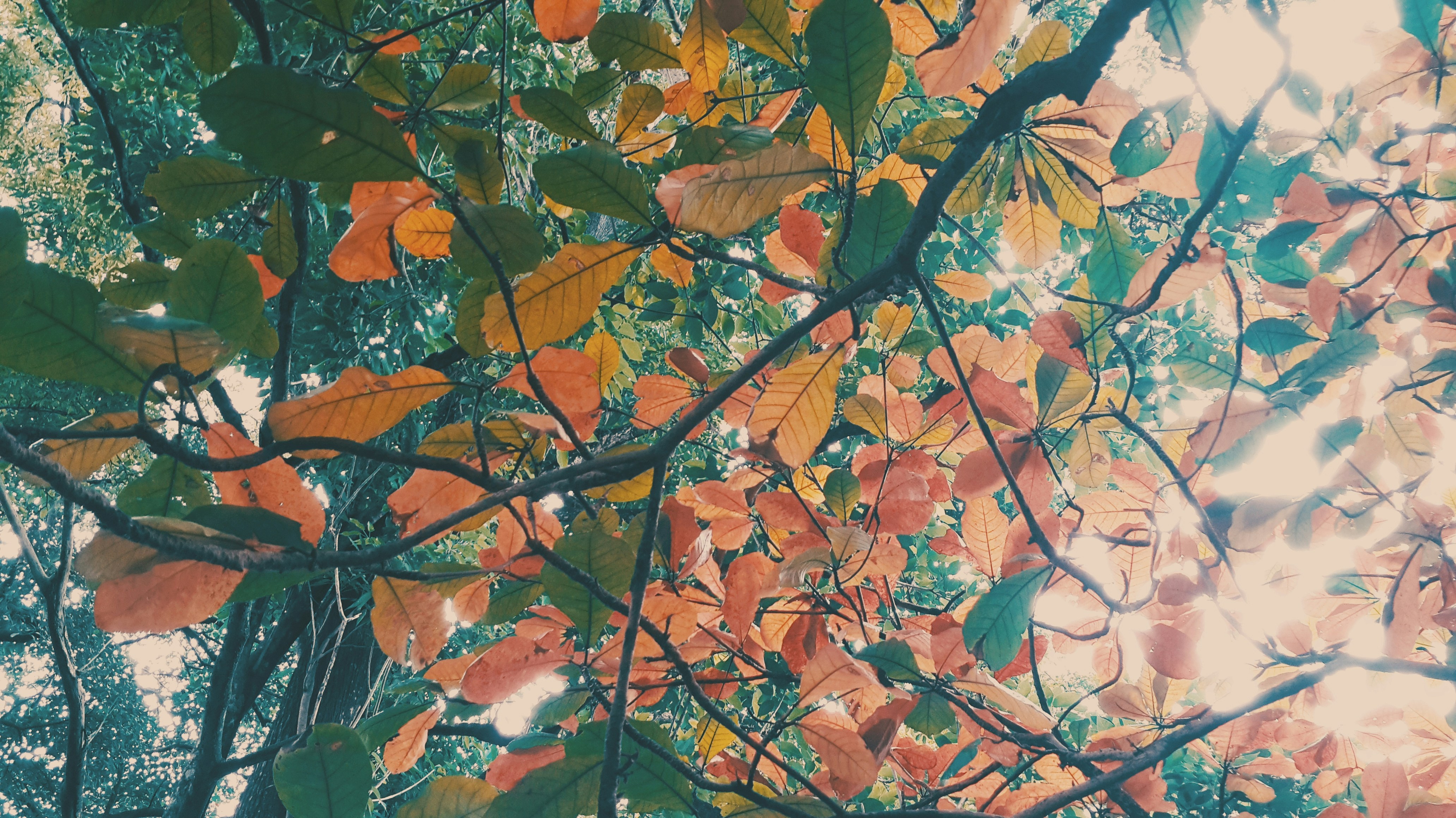 Dappled autumn leaves glow with warm tones beneath a bright sky, forming a tranquil treetop close-up.