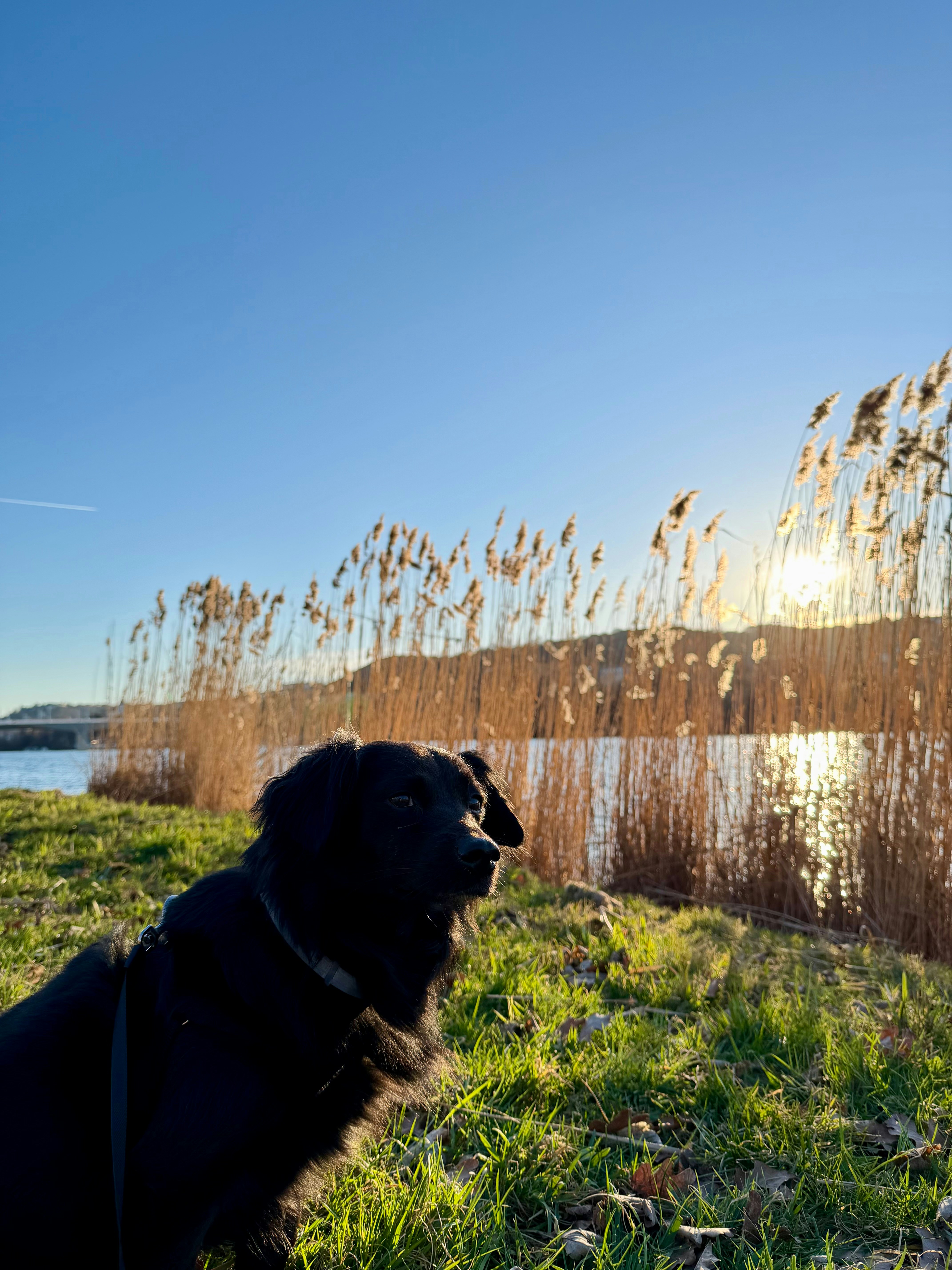 Golden Backlit Hound by the Riverbank