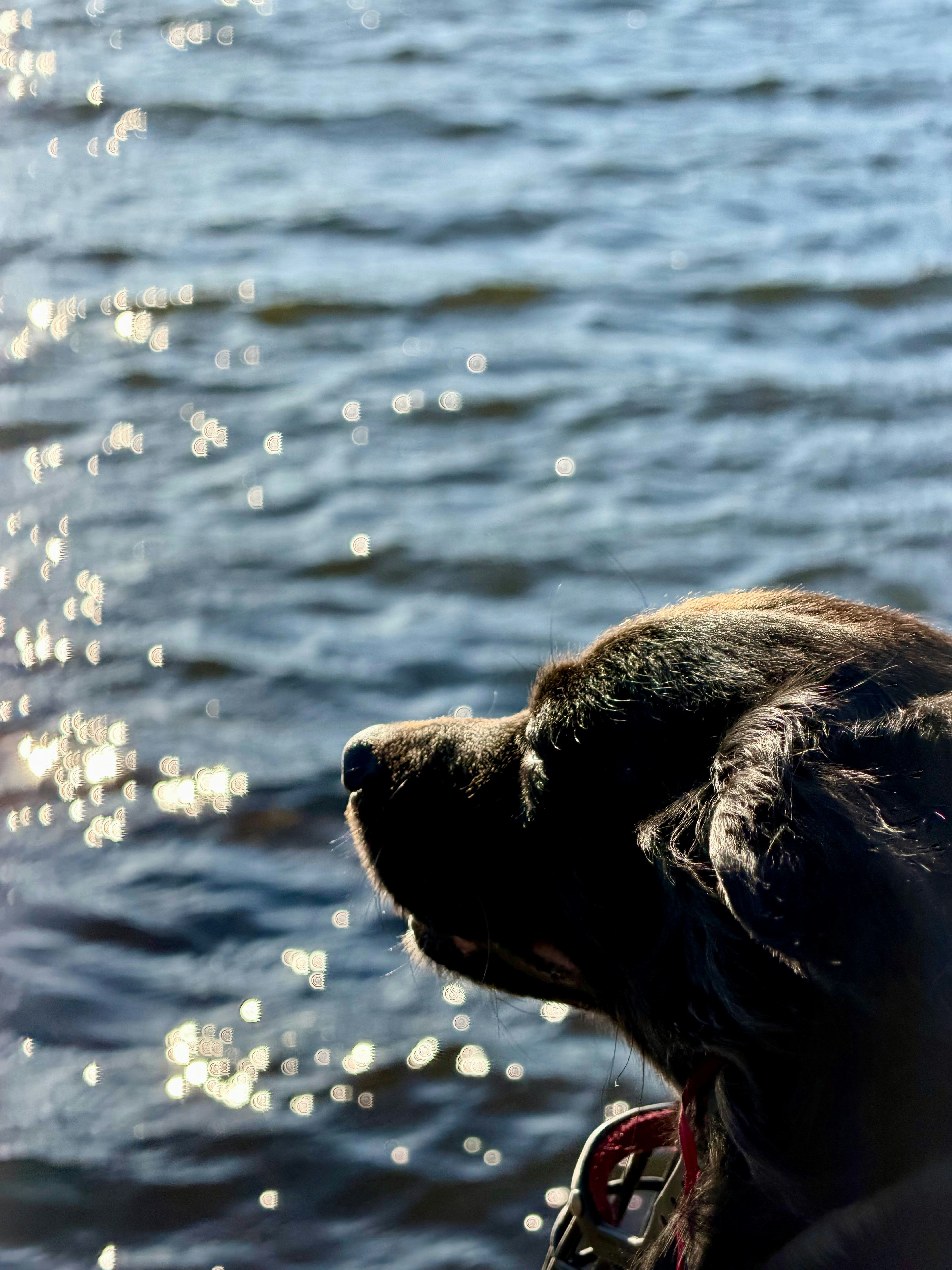 Sunlit Bark: A Dog's Quiet Gaze by the Waterfront
