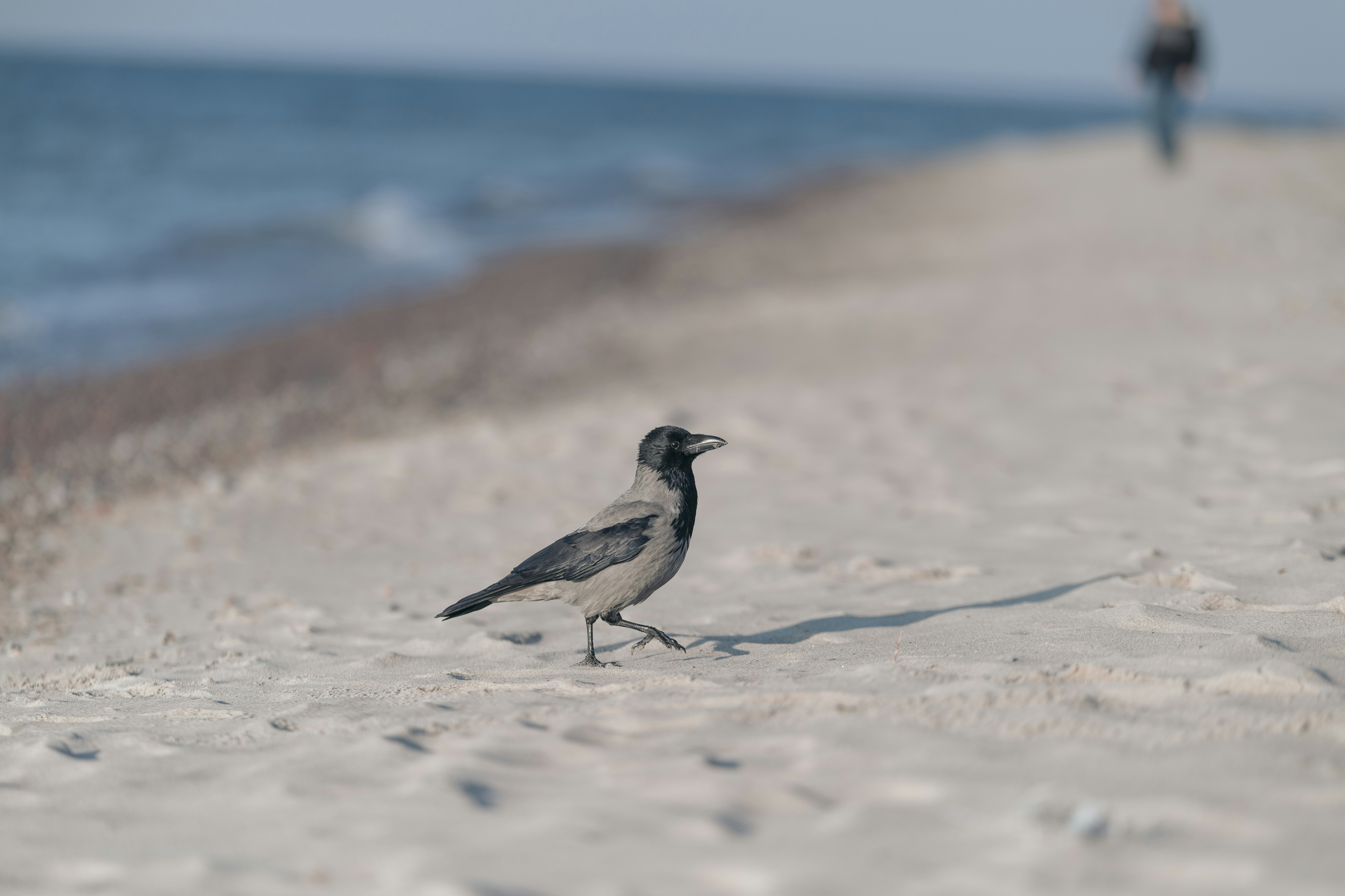 A lone shorebird on sunlit sand with distant figure on the horizon