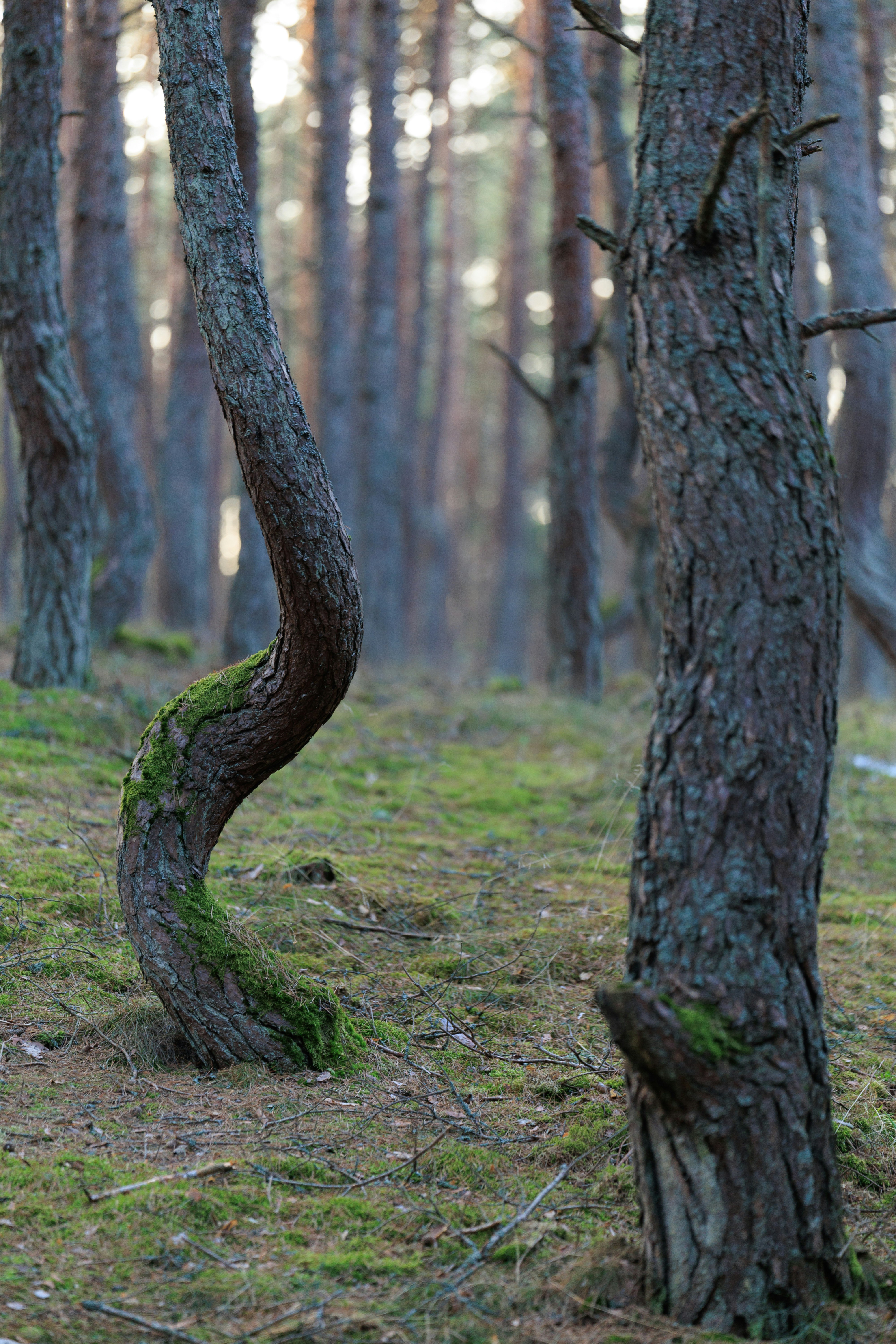 Curved Pine Sentinel: A Forest Dweller Bending Toward the Light