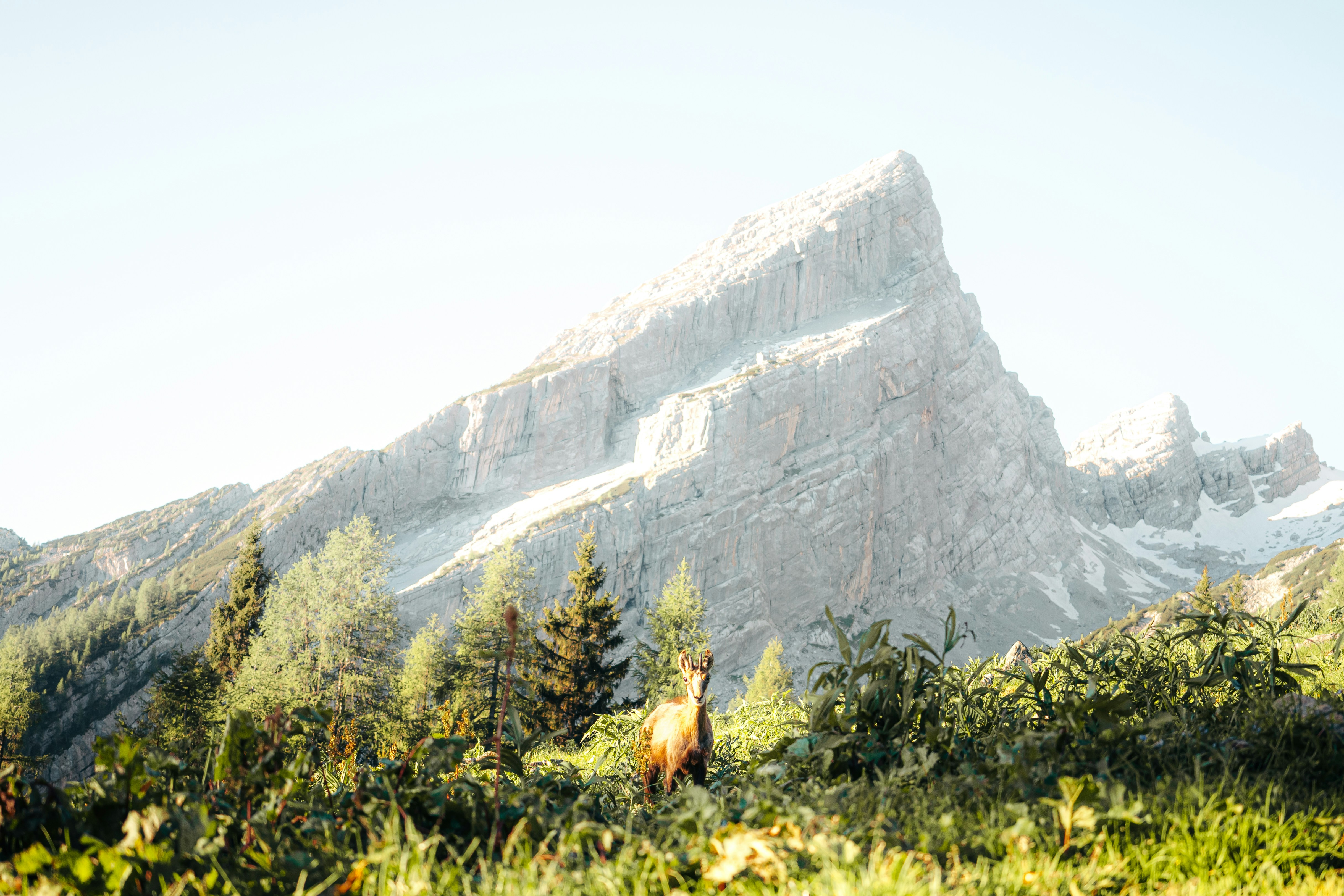 Alpine Meadow Sentinel