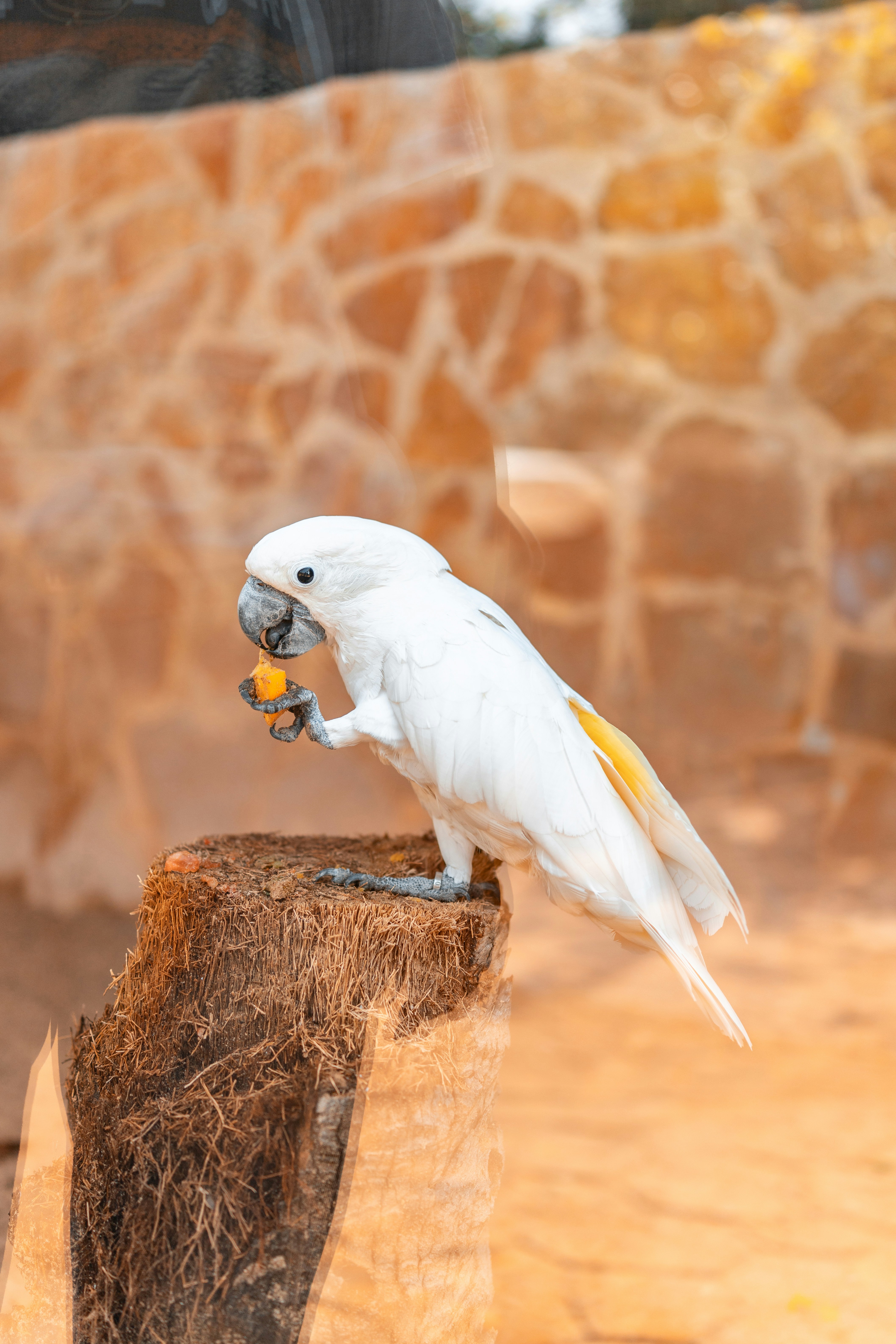 White Parrot Nibbles a Snack on a Weathered Log