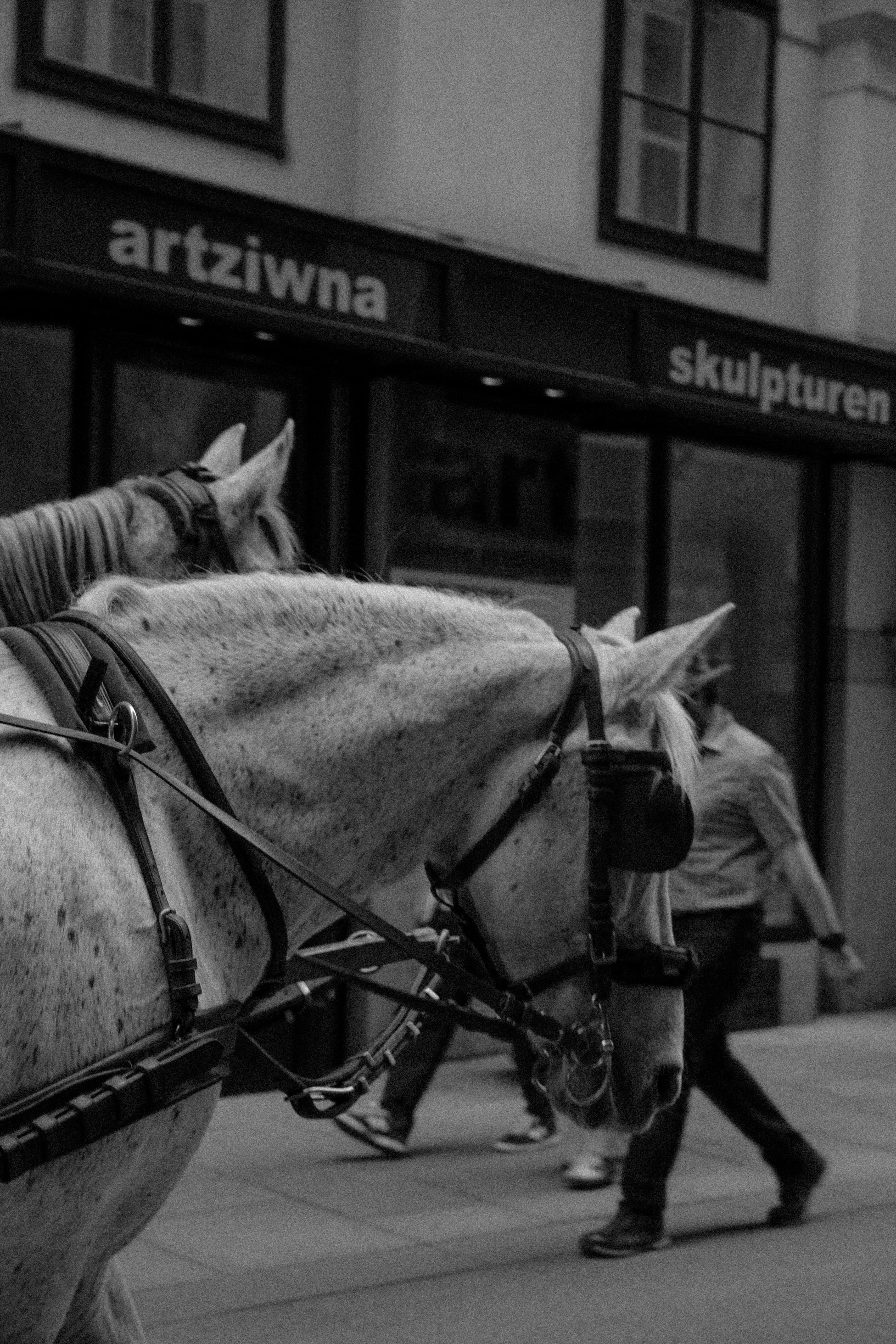Street Horses: Quiet Attention in a Monochrome Walk
