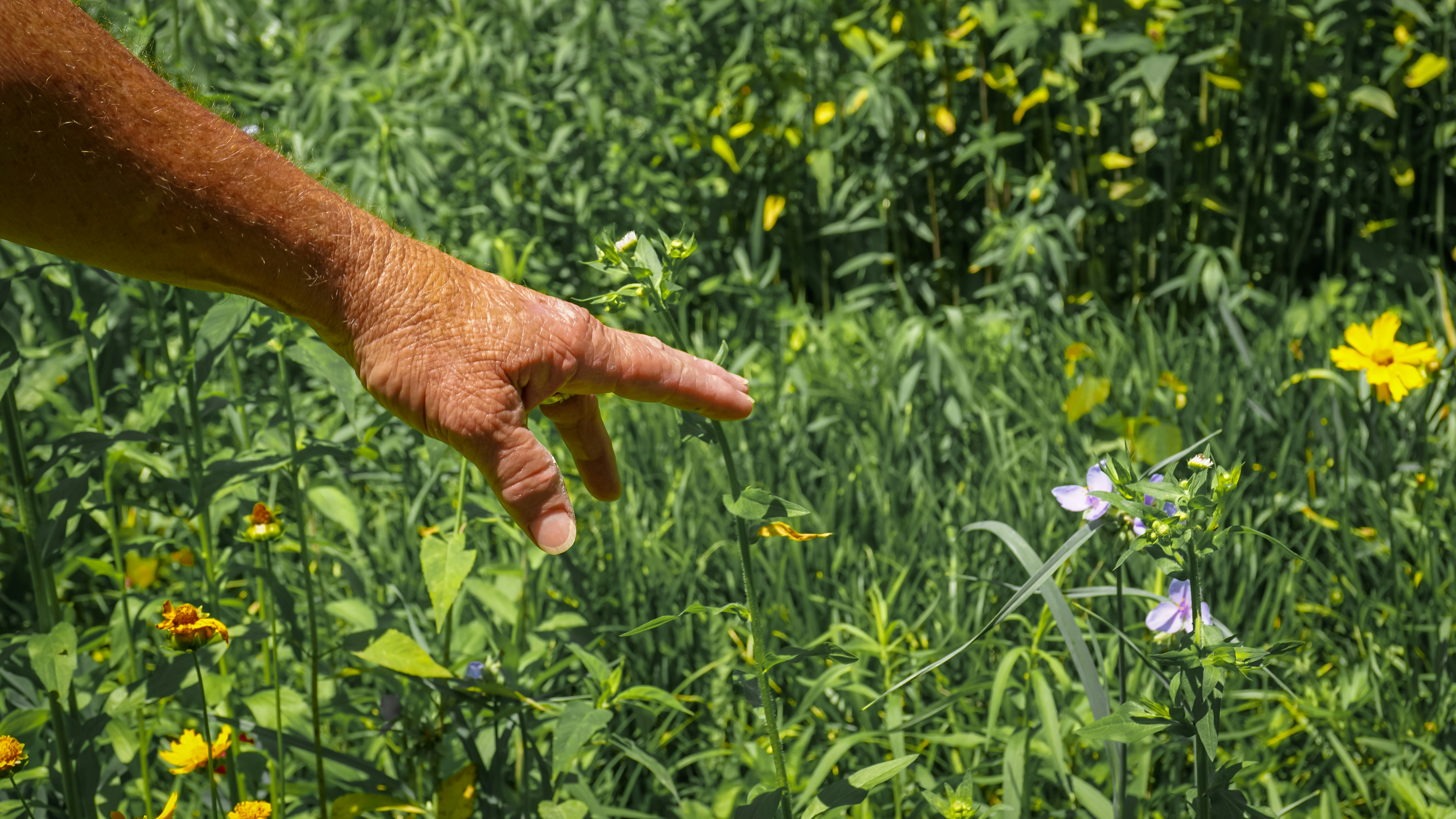Gesture of Discovery: A Hand Silhouetting Wildflowers in Sunlit Meadow