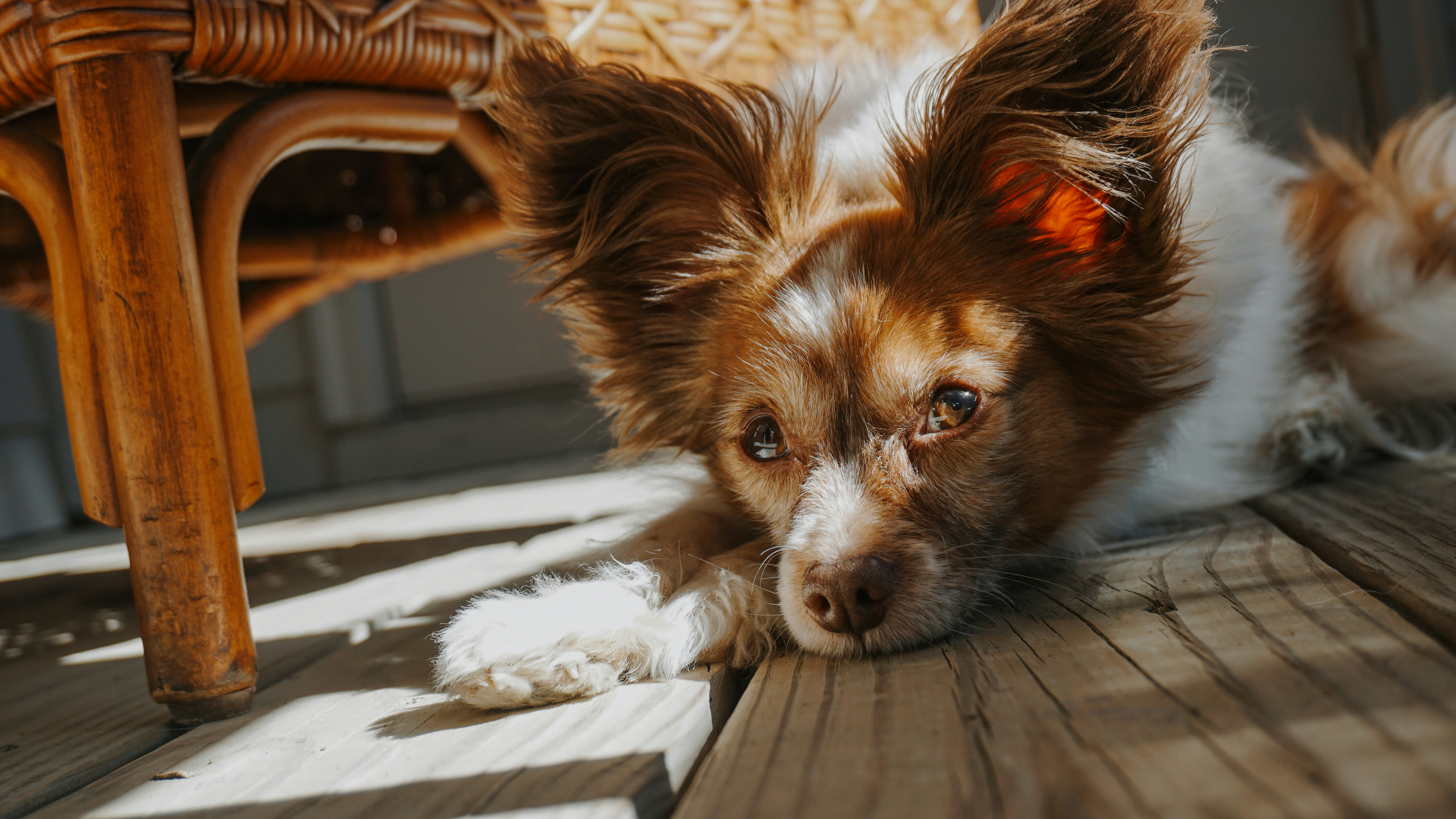 Sunlit Lullaby: A Resting Pup Beneath a Wooden Table