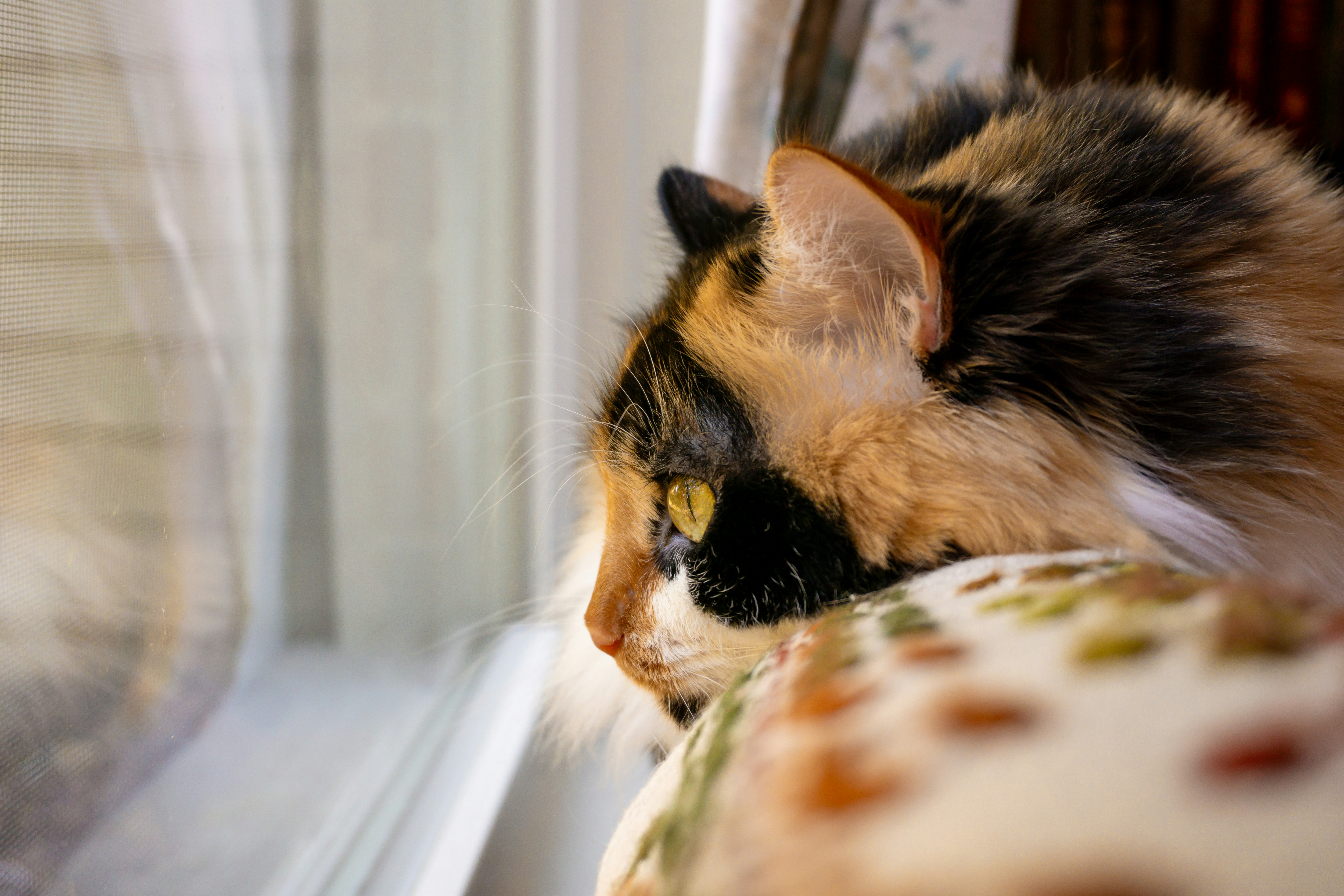 Focused Gaze by the Window: A Calico Cat in Soft Afternoon Light