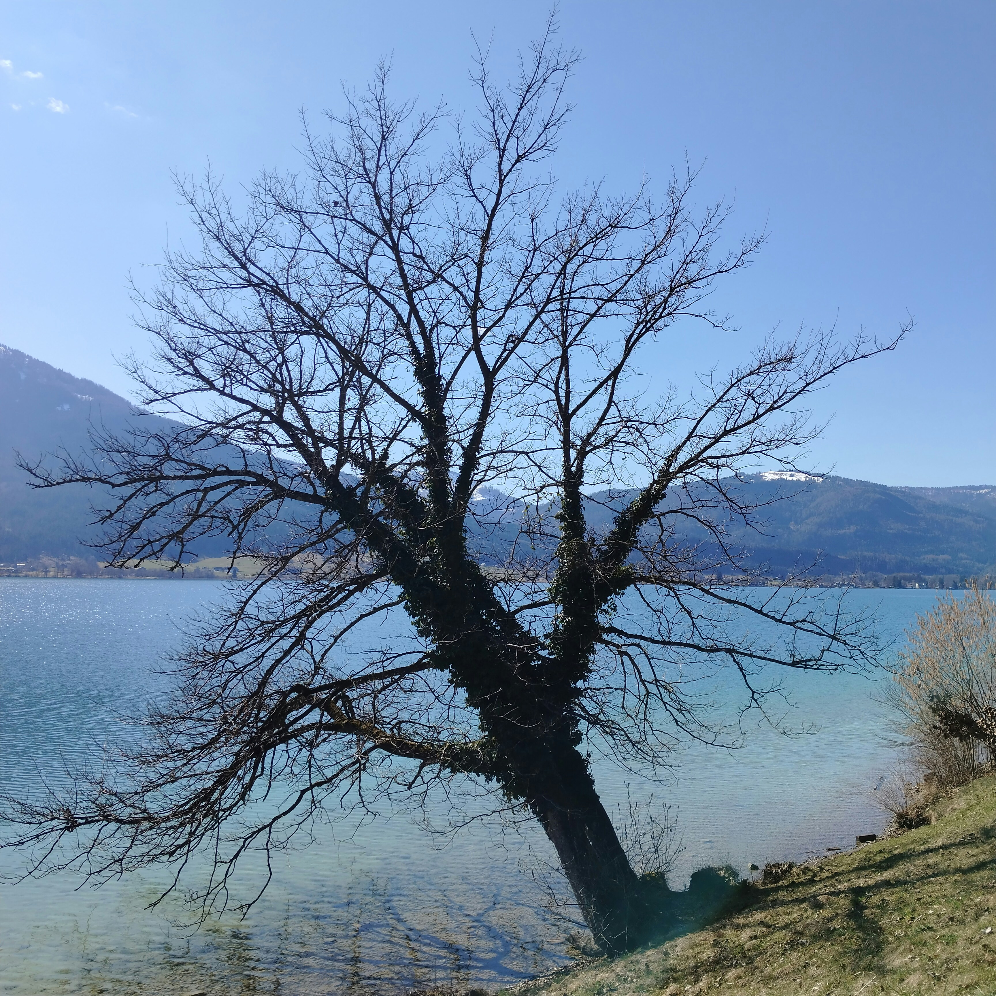 Bare Tree by a Pristine Lake under a Clear Sky